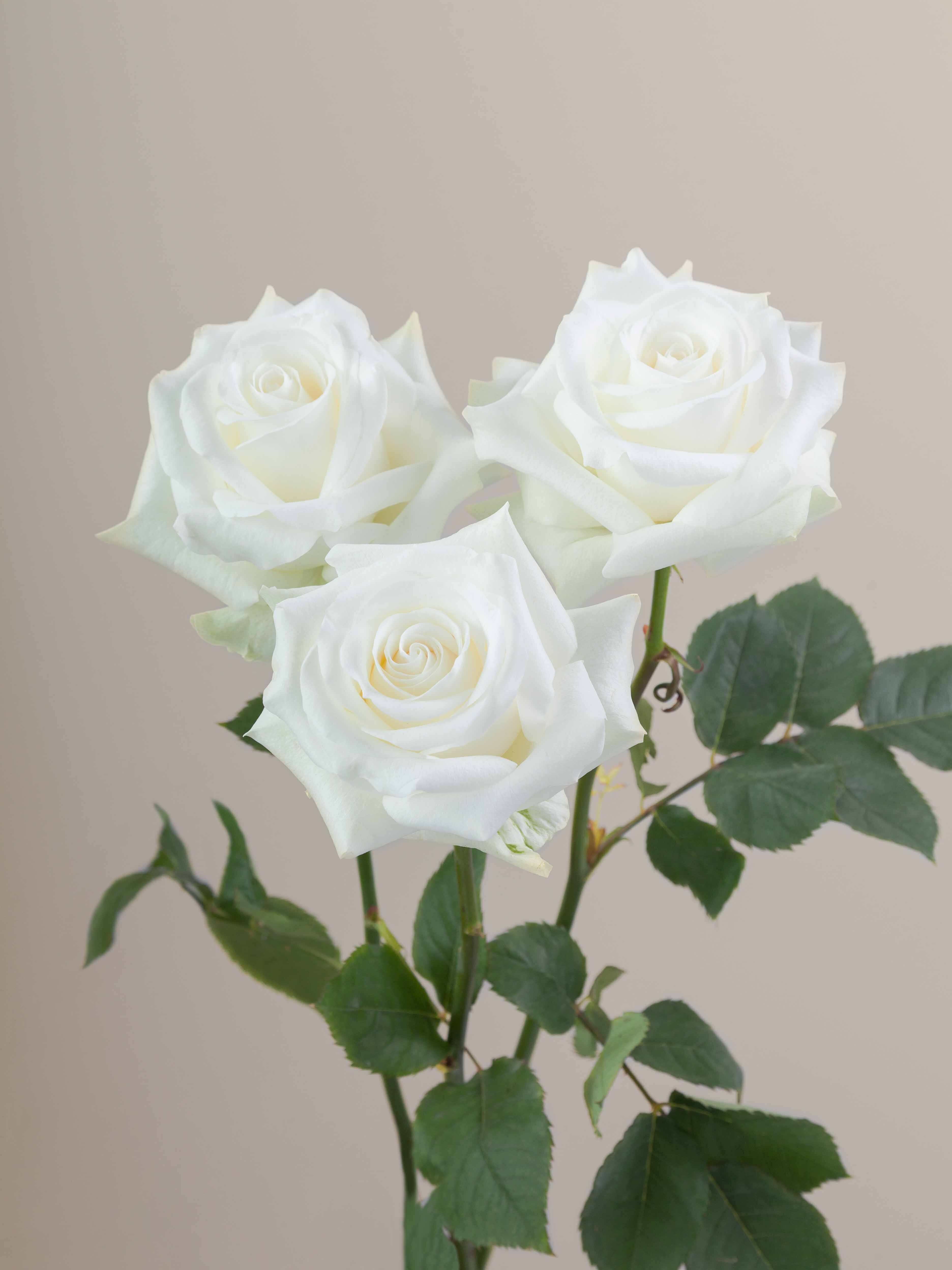 Rosaprima | Akito