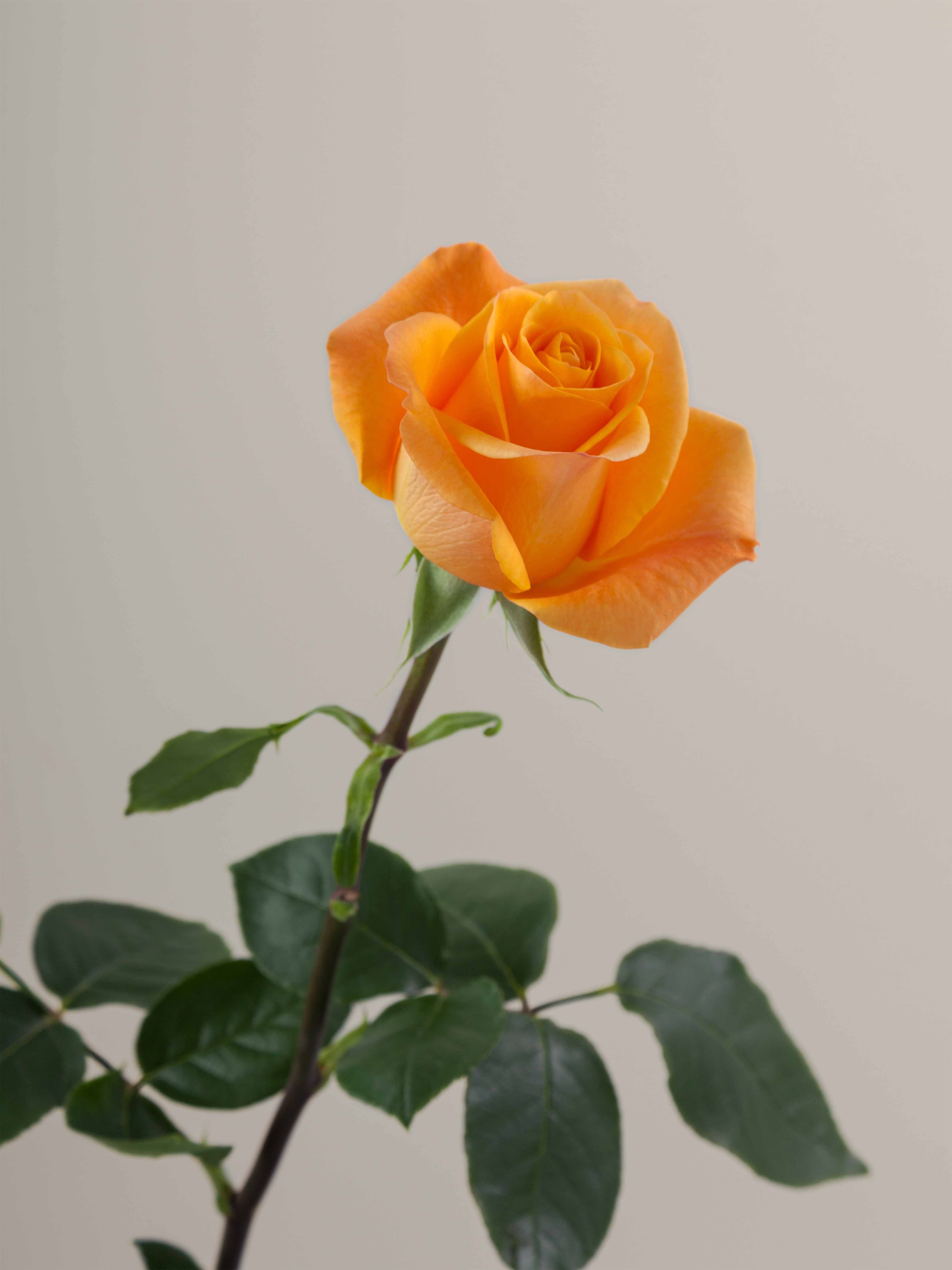 Rosaprima | Aloha