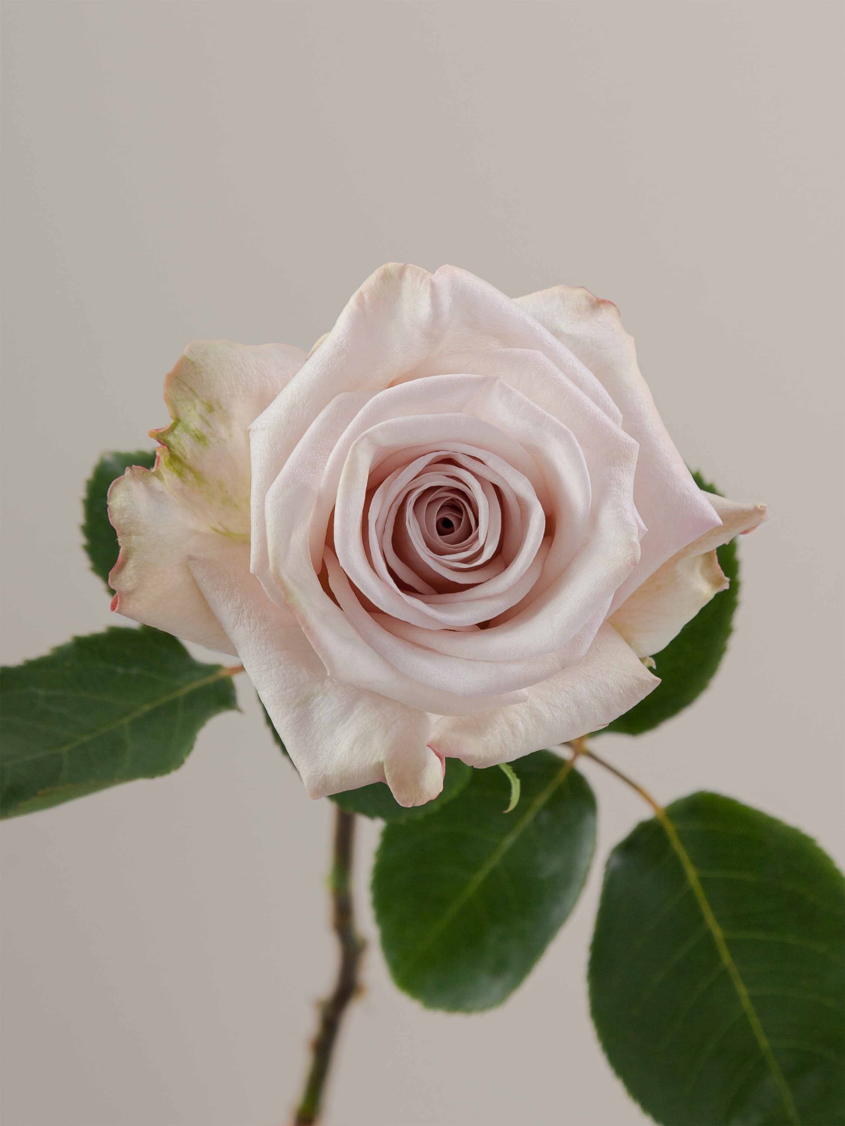 Rosaprima | Aly