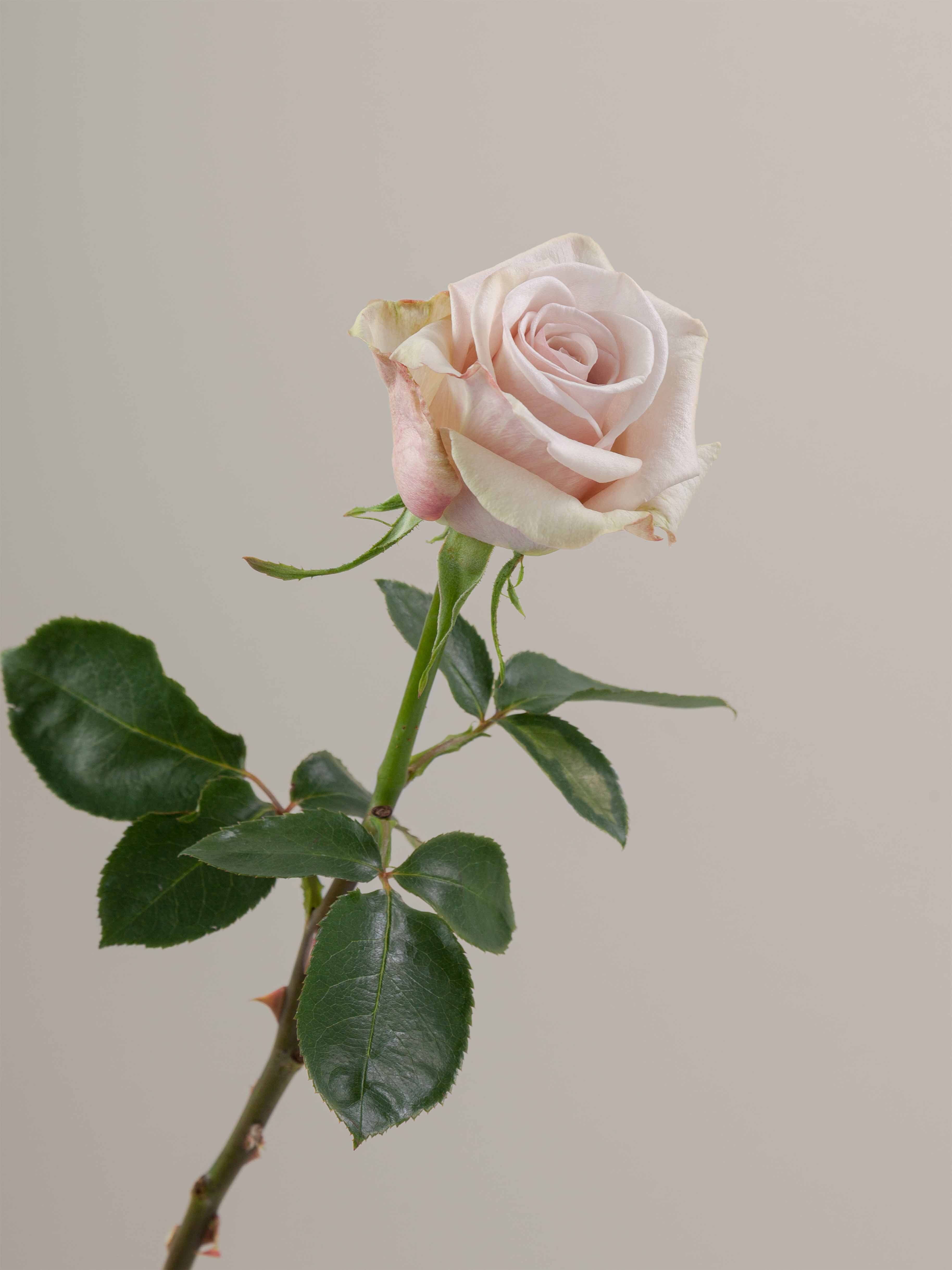 Rosaprima | Aly