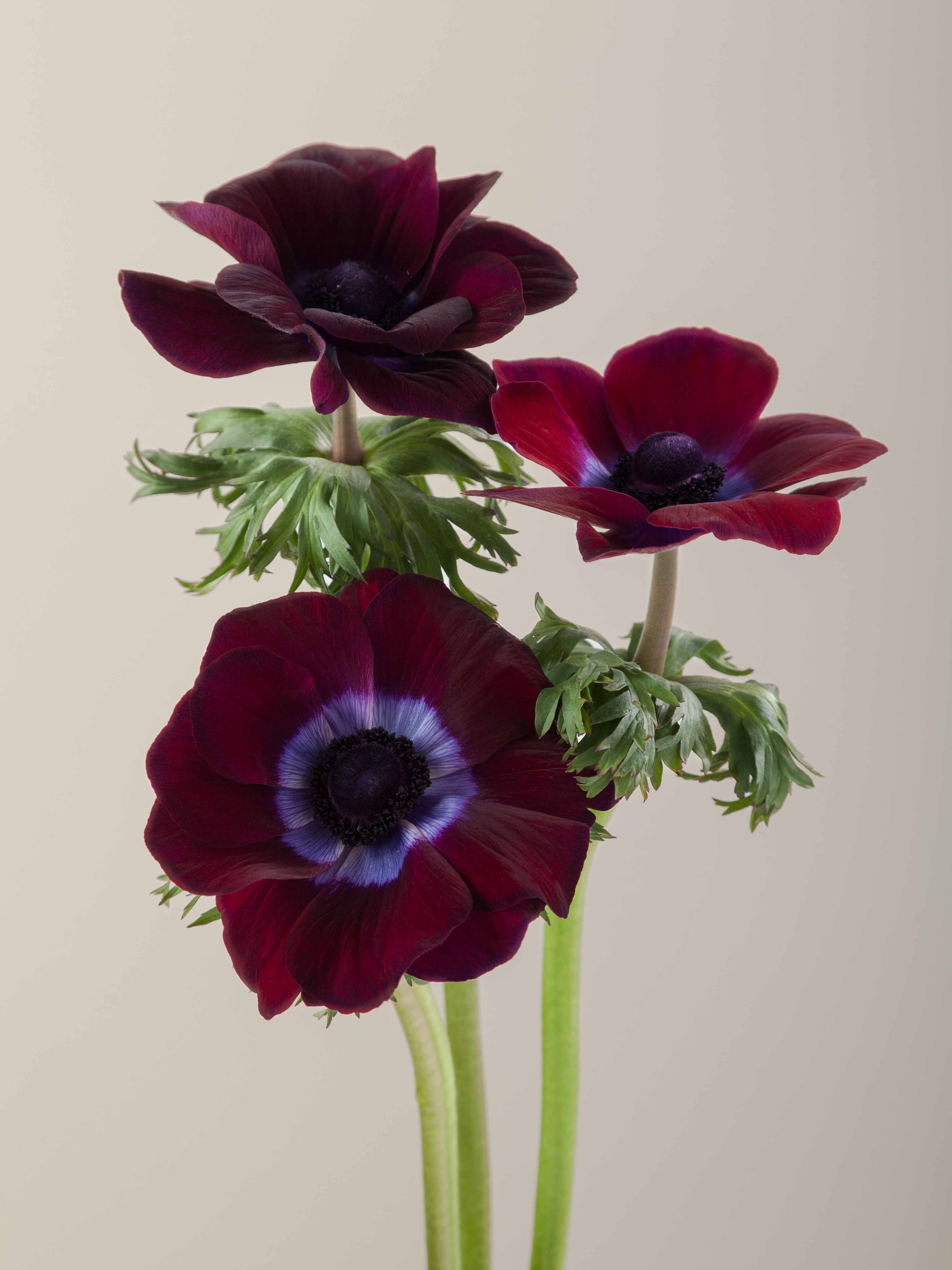 Rosaprima | Mistral Burgundy
