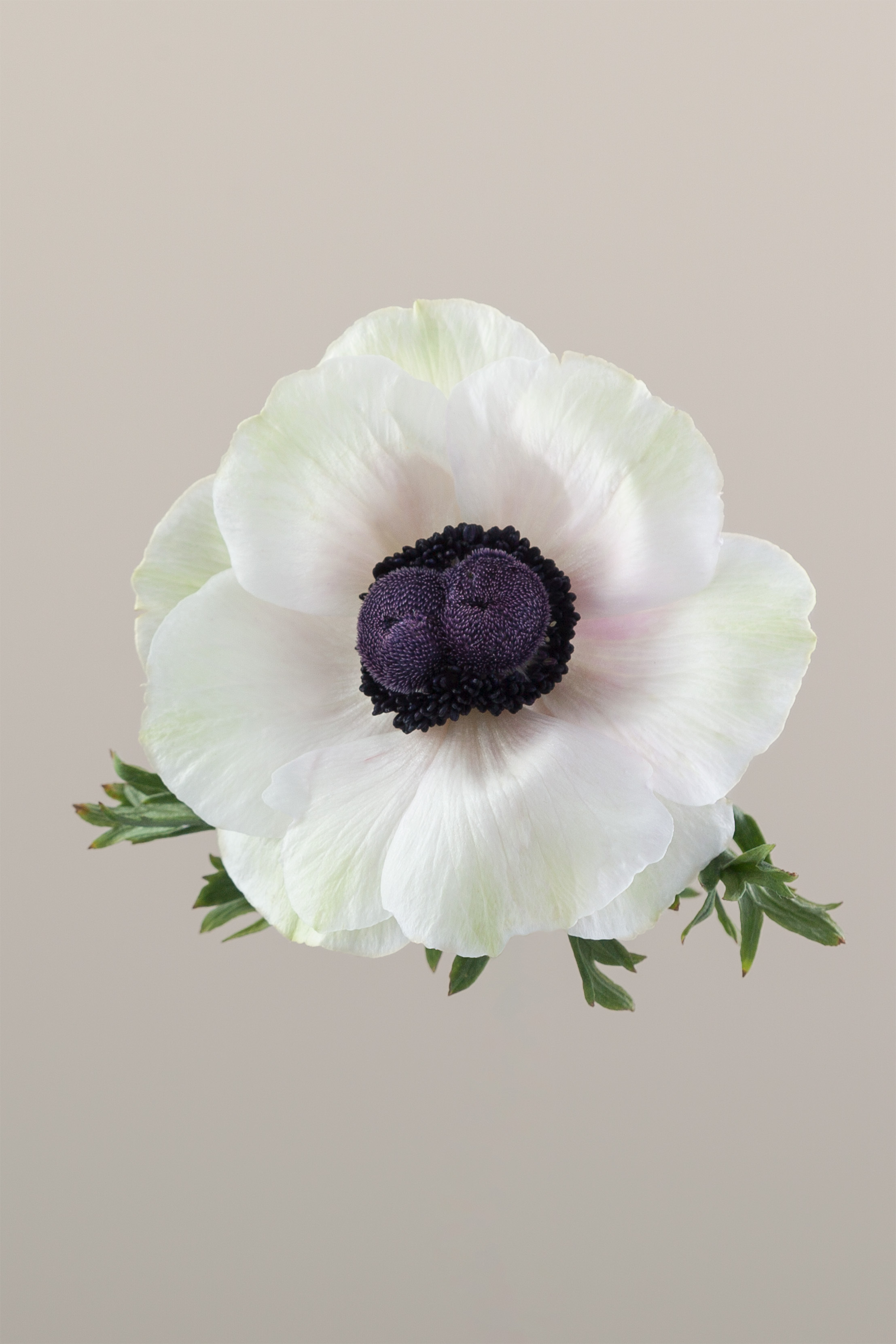 Rosaprima | Mistral Panda