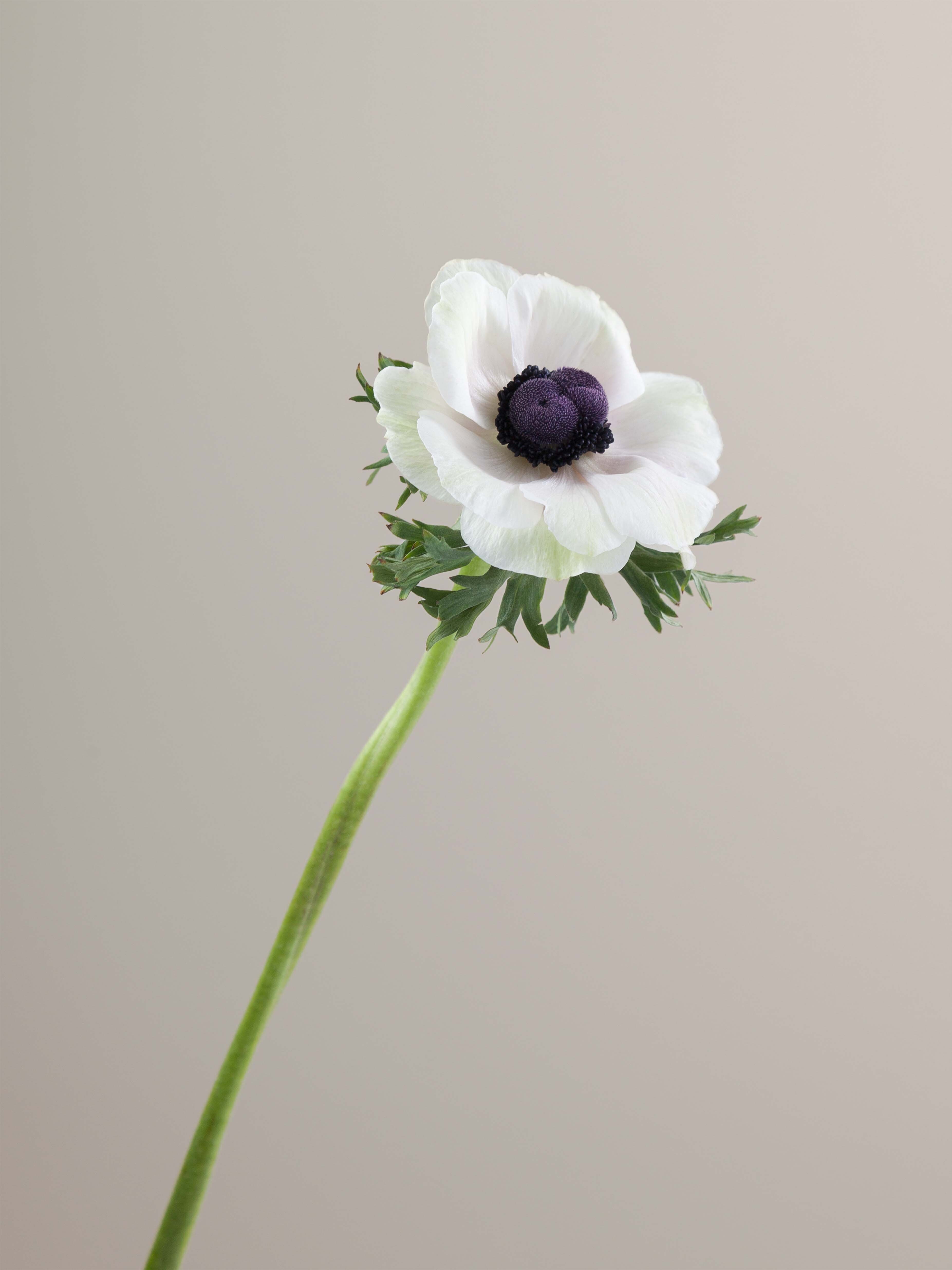 Rosaprima | Mistral Panda