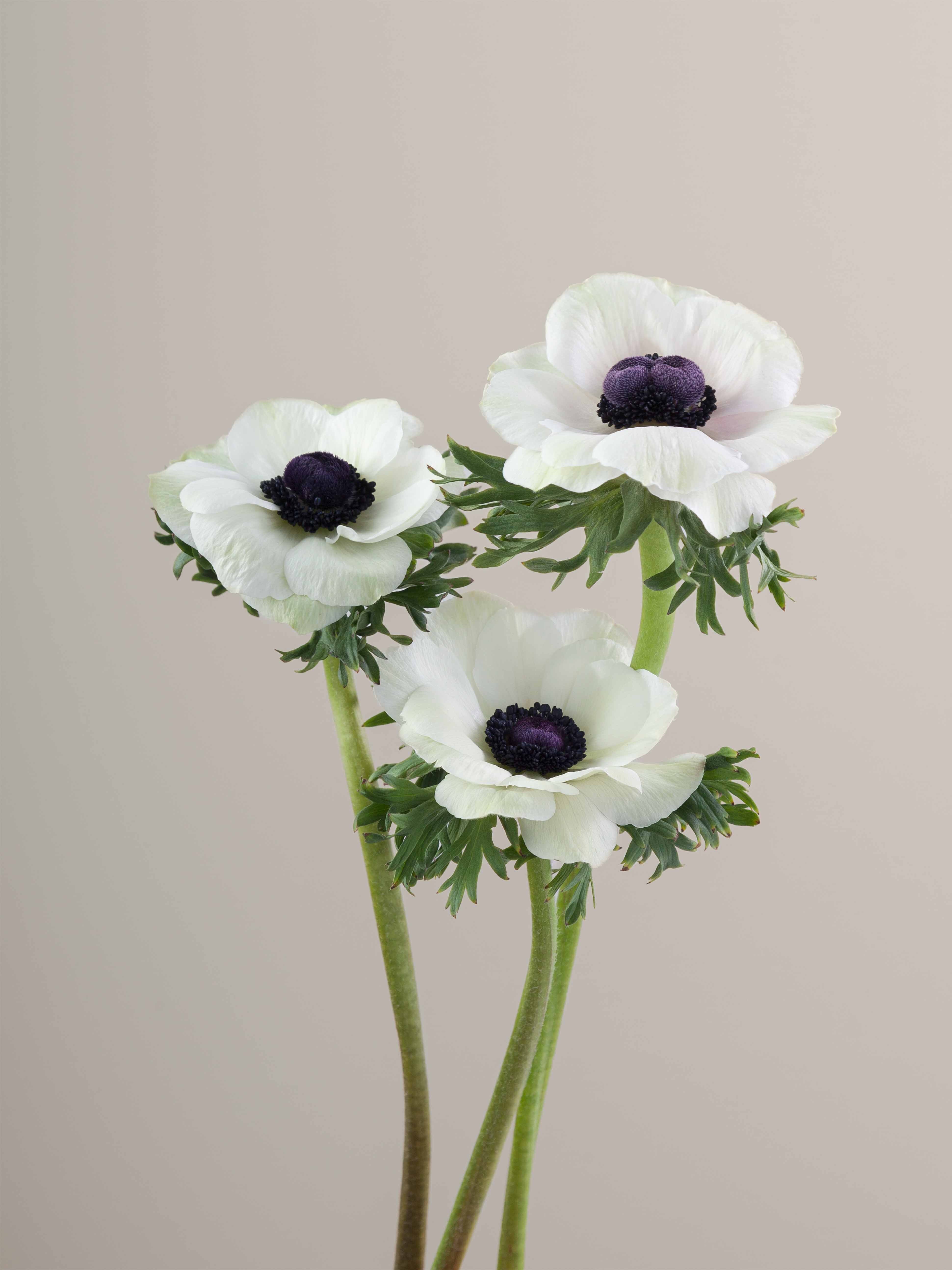 Rosaprima | Mistral Panda