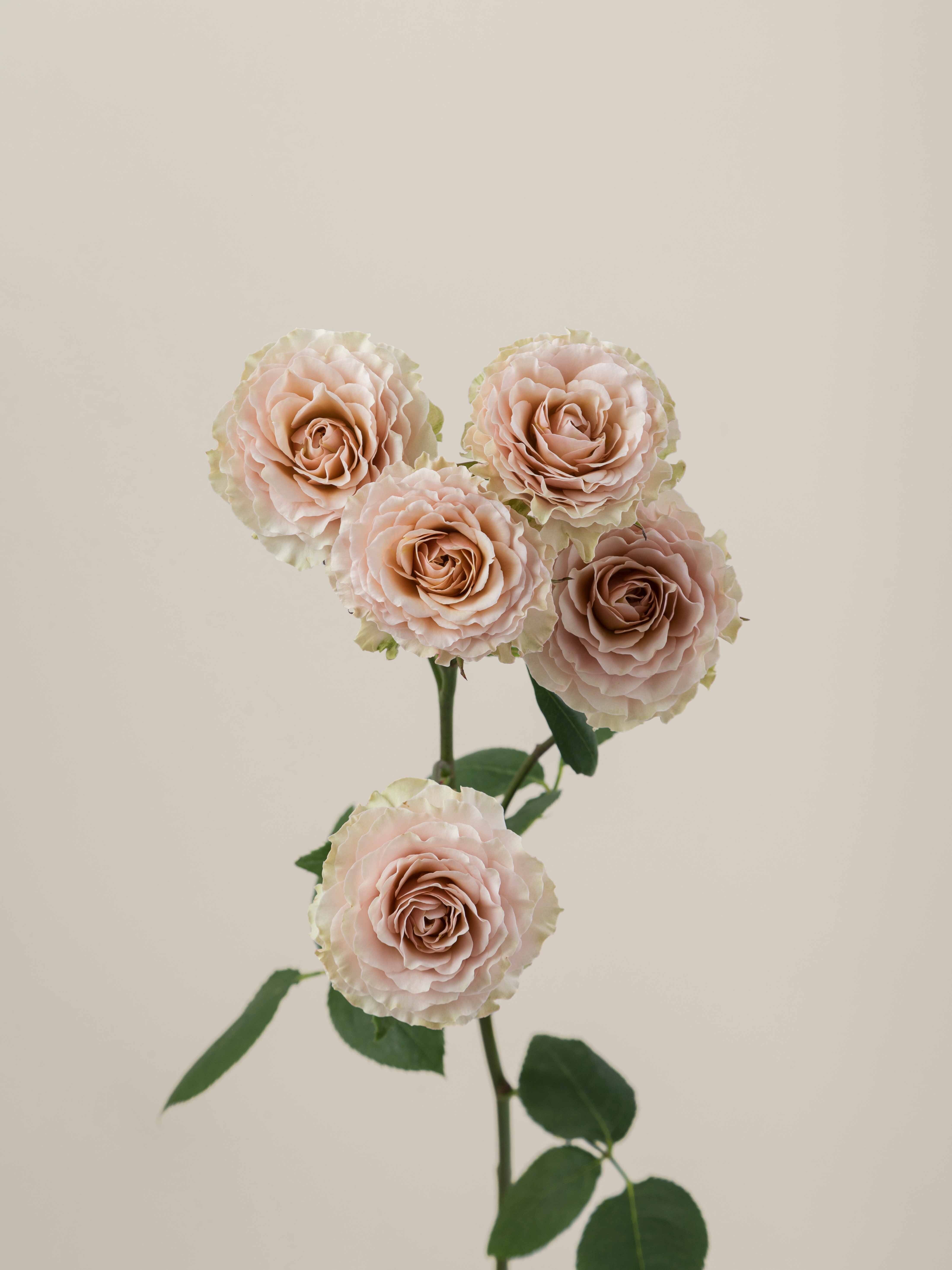 Rosaprima | Be Amazing