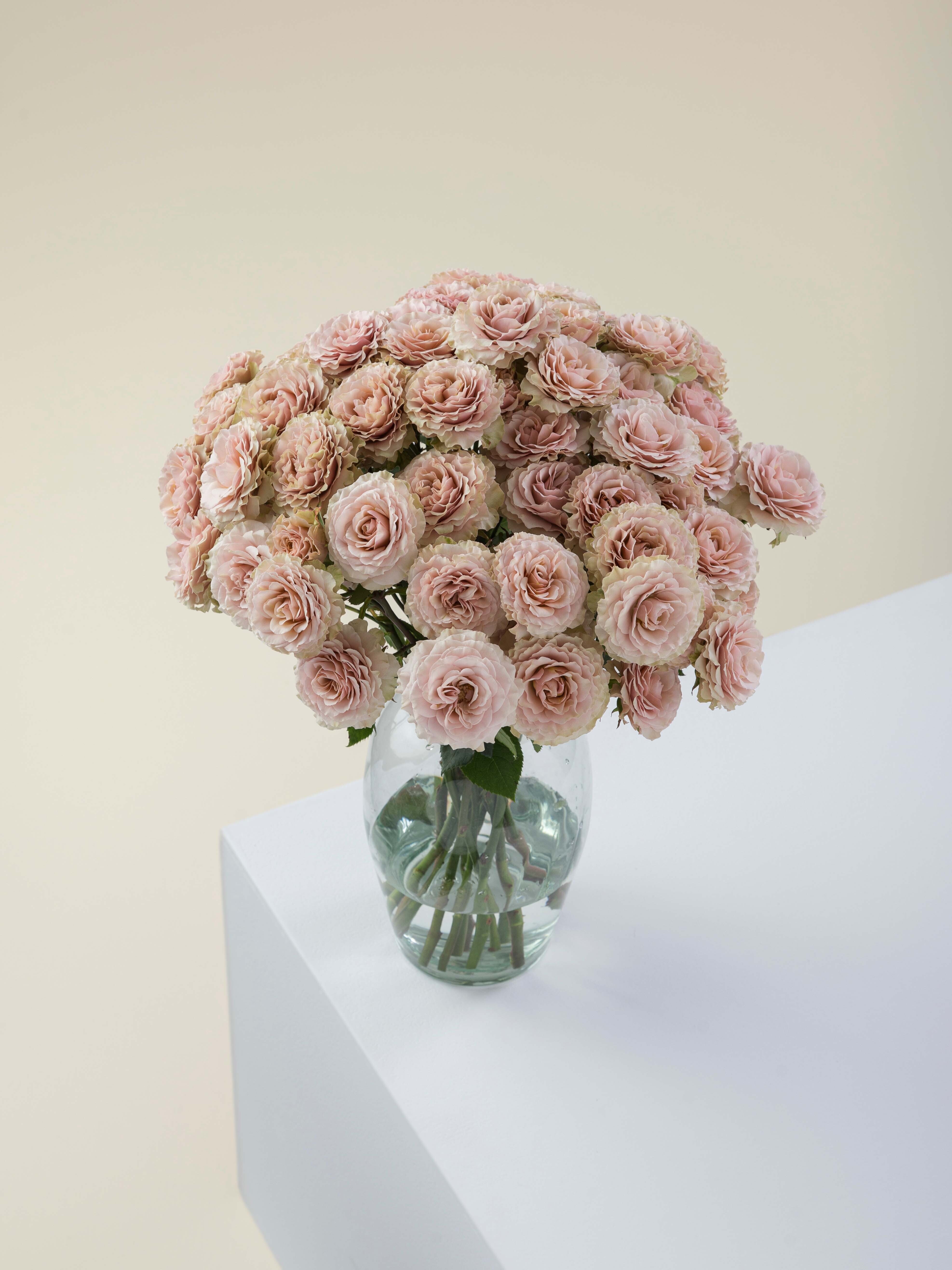 Rosaprima | Be Amazing