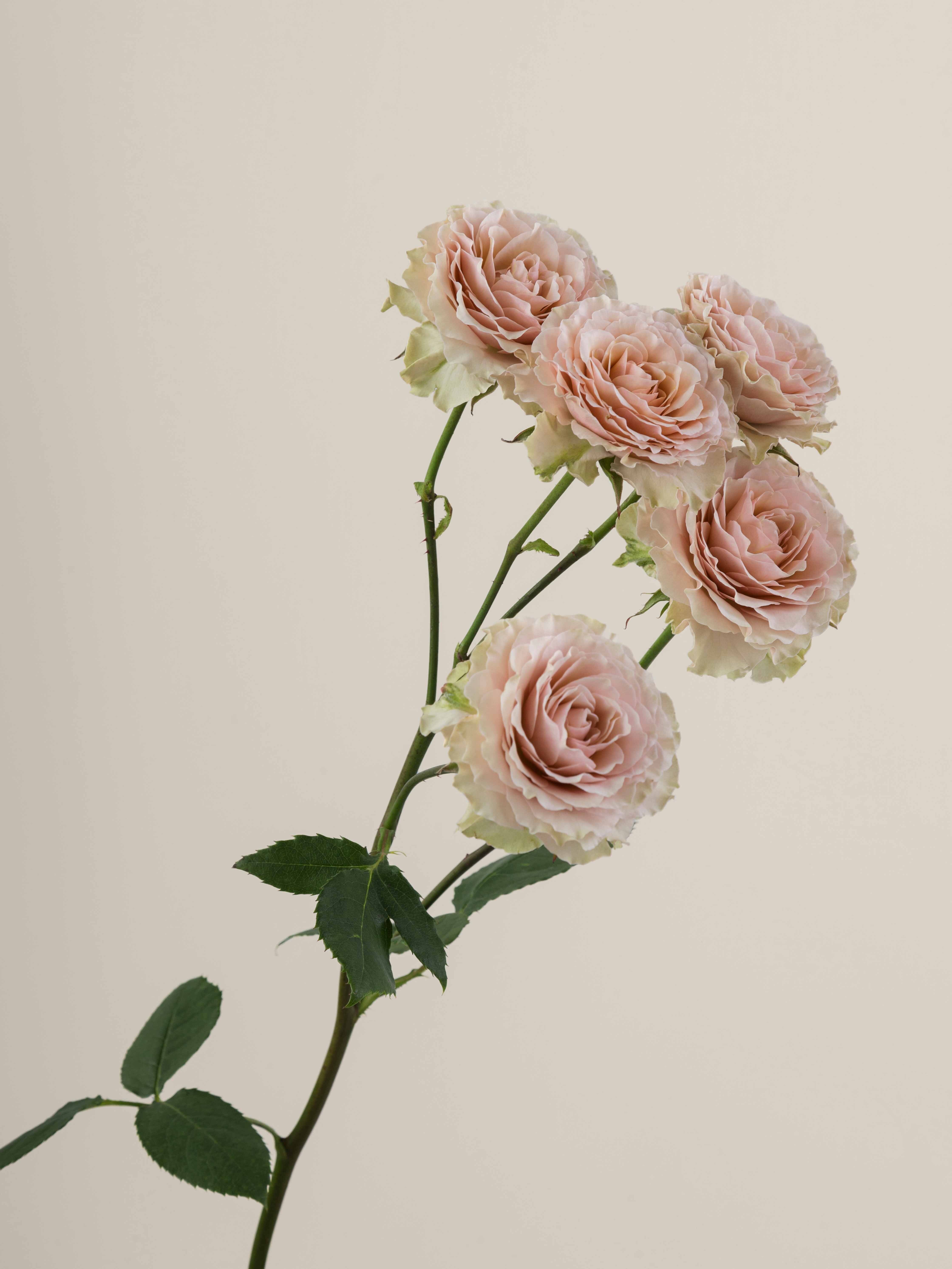 Rosaprima | Be Amazing