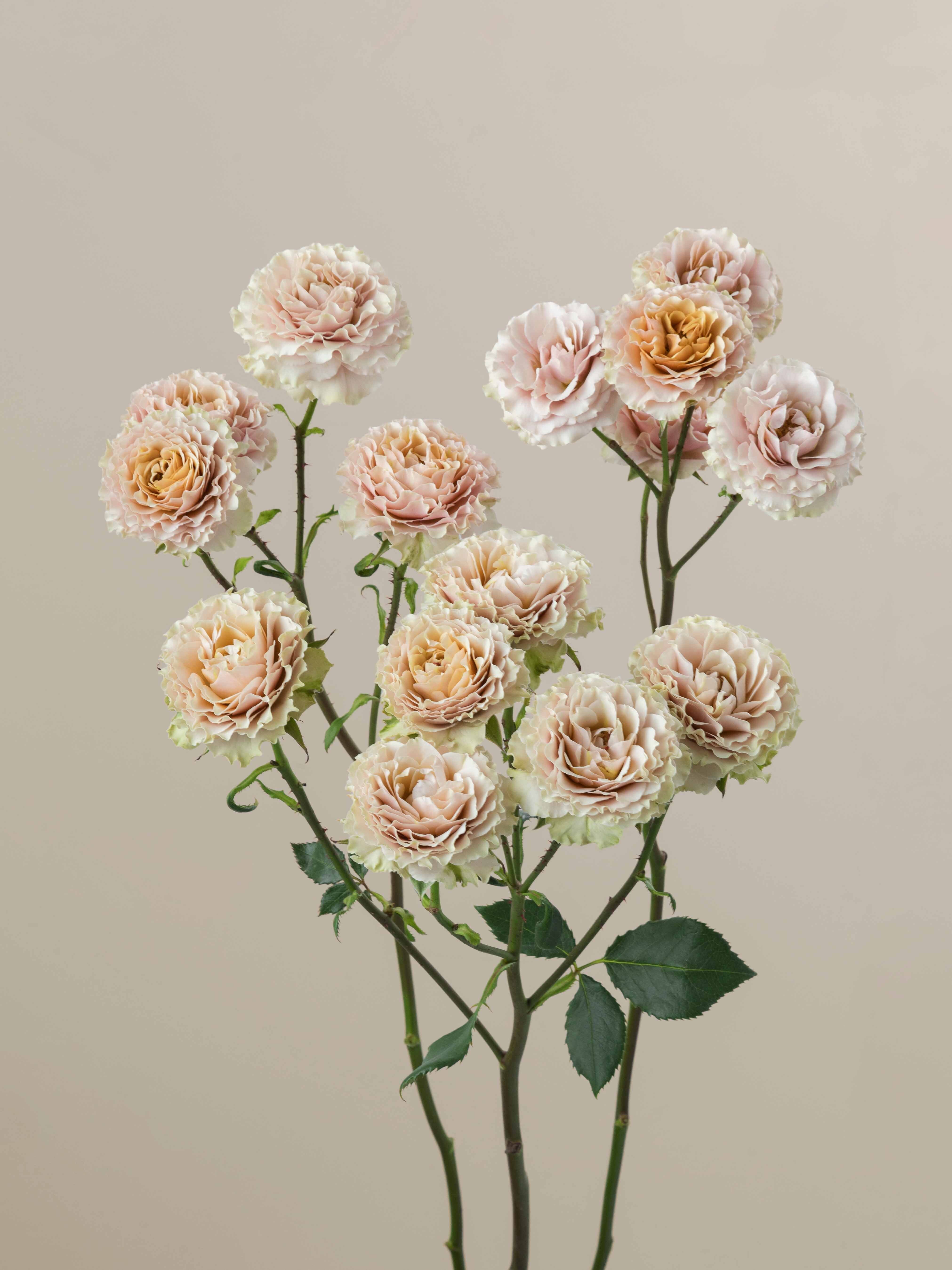 Rosaprima | Be Amazing