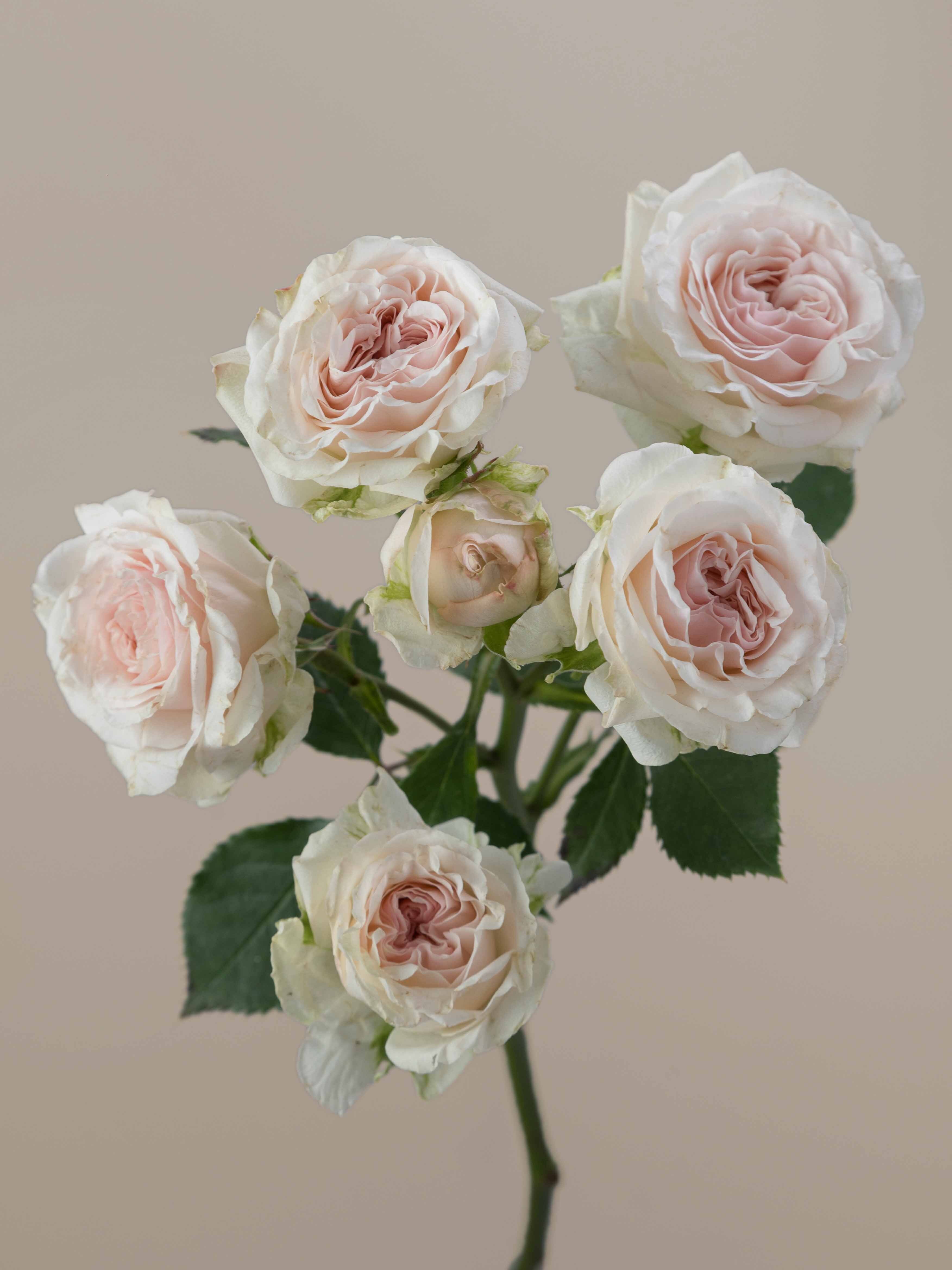 Rosaprima | Be True