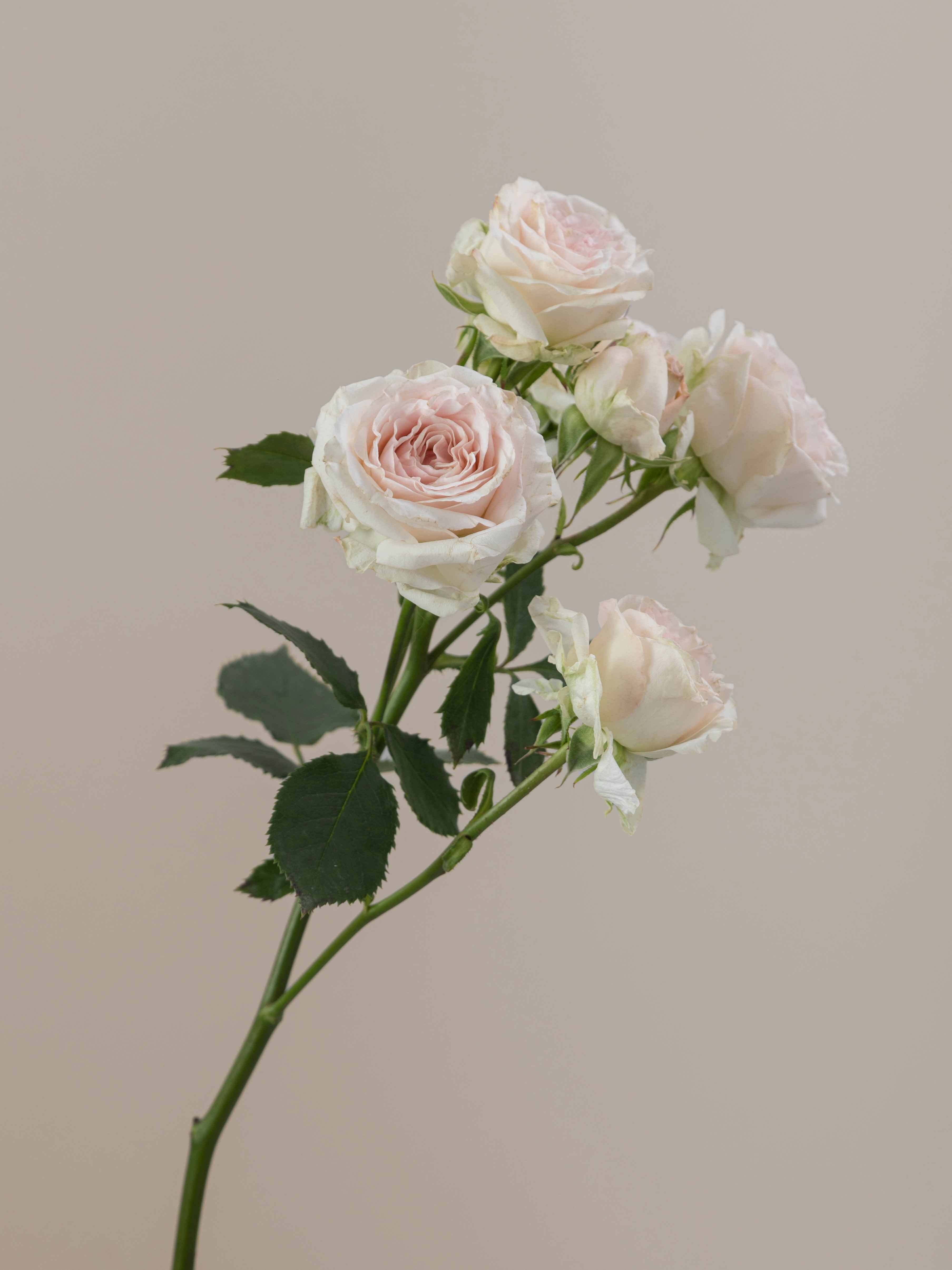 Rosaprima | Be True