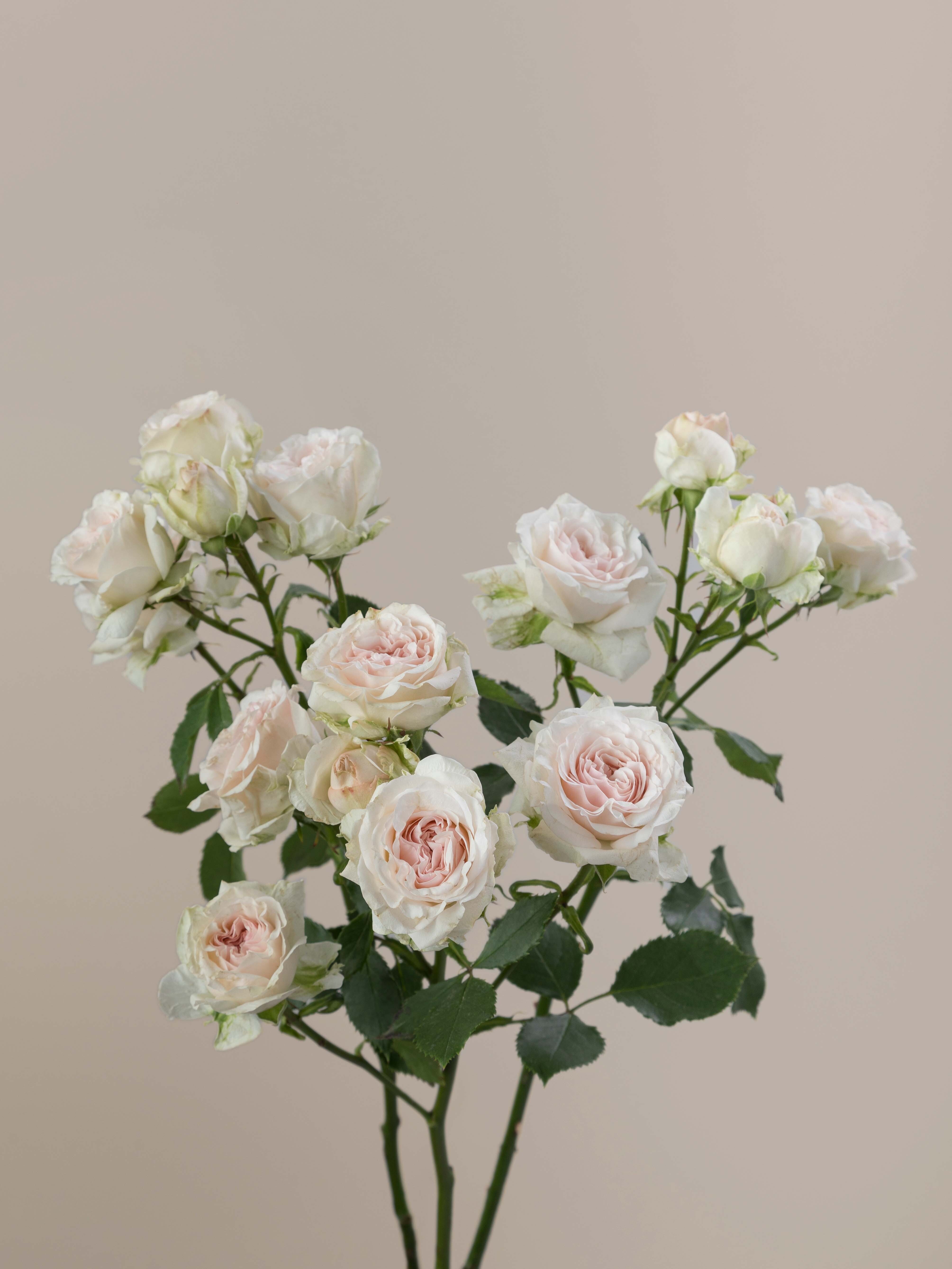 Rosaprima | Be True
