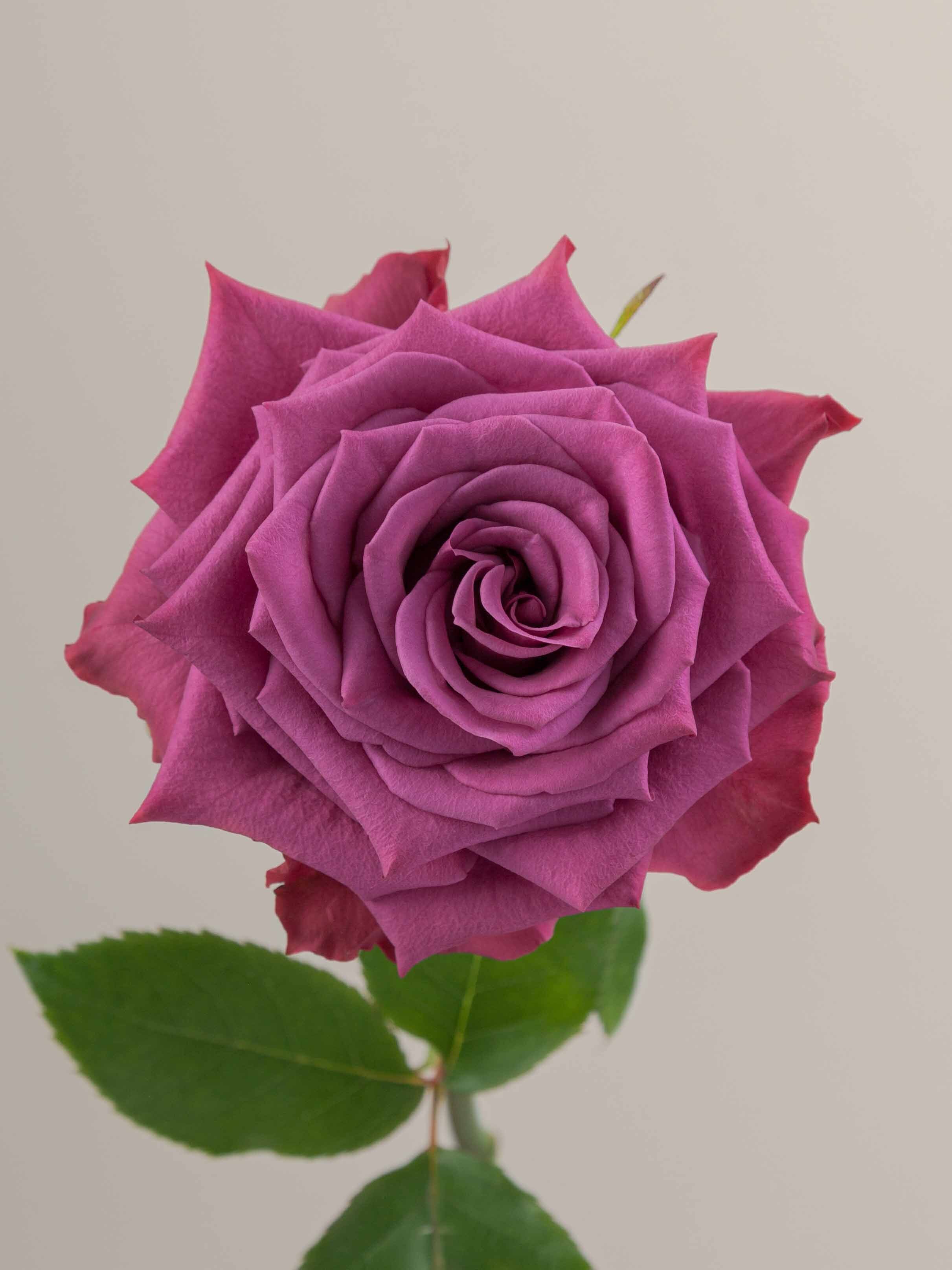 Rosaprima | Blueberry