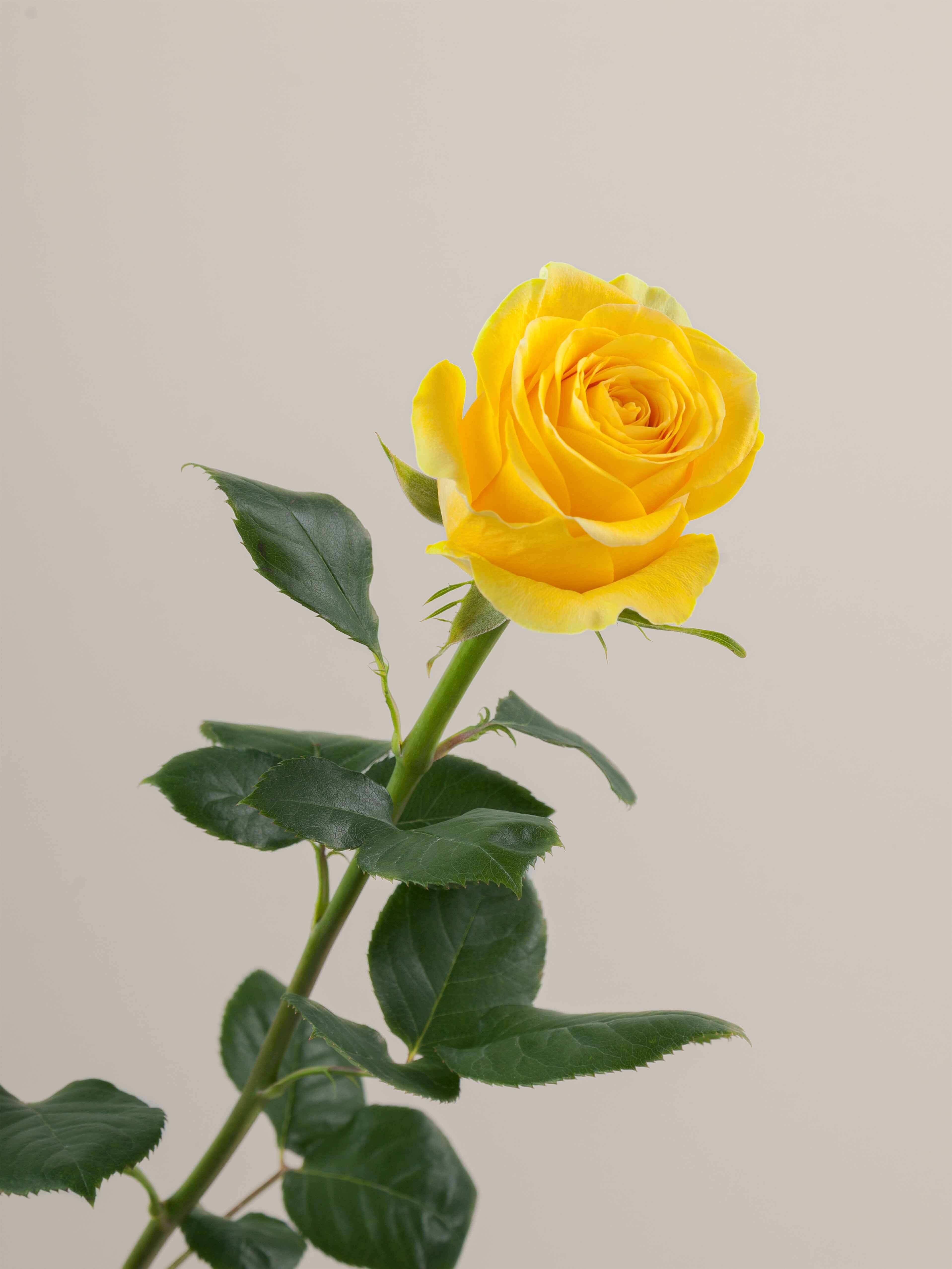 Rosaprima | Brighton