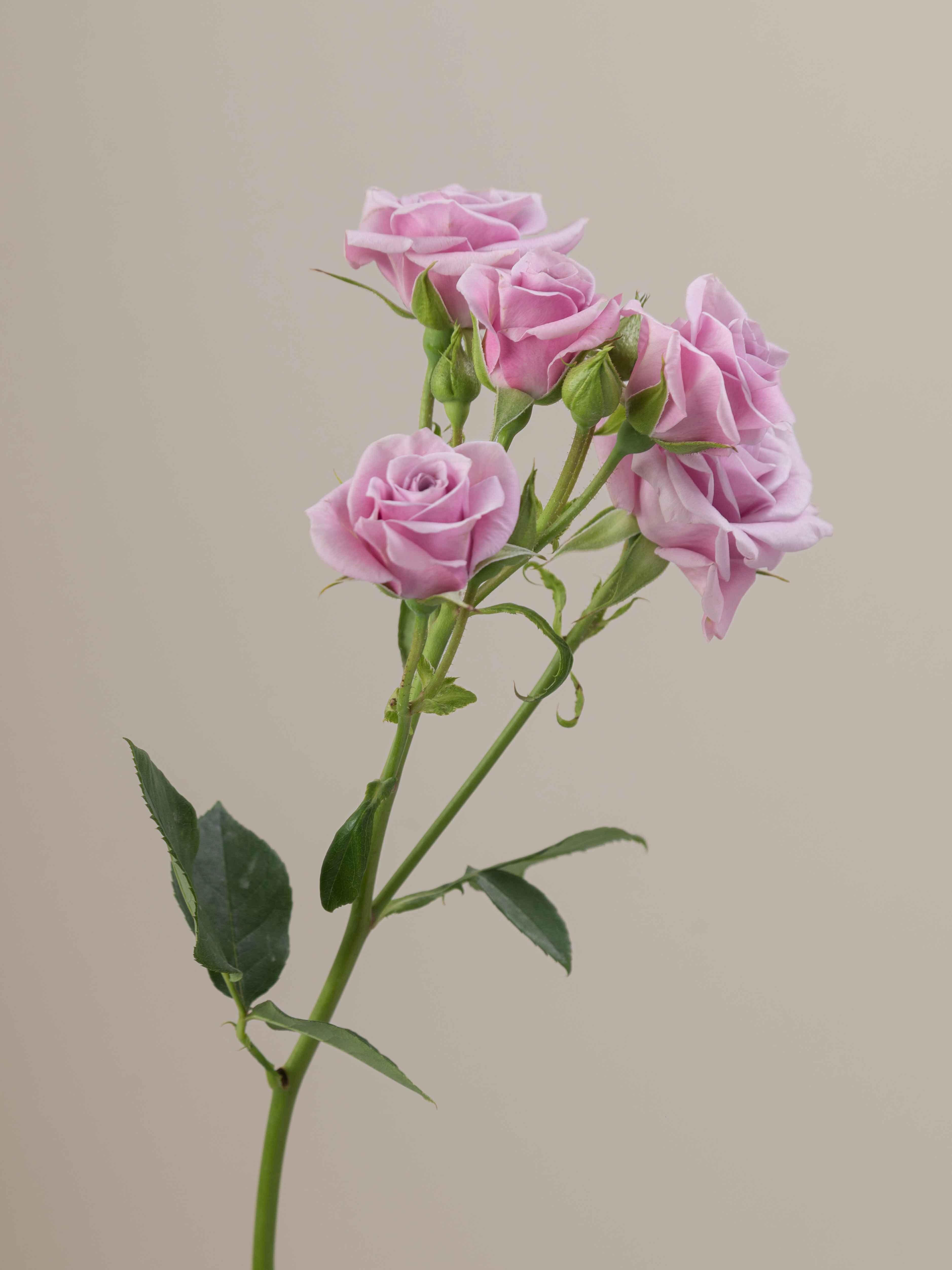 Rosaprima | Brillant Stars Sagitta