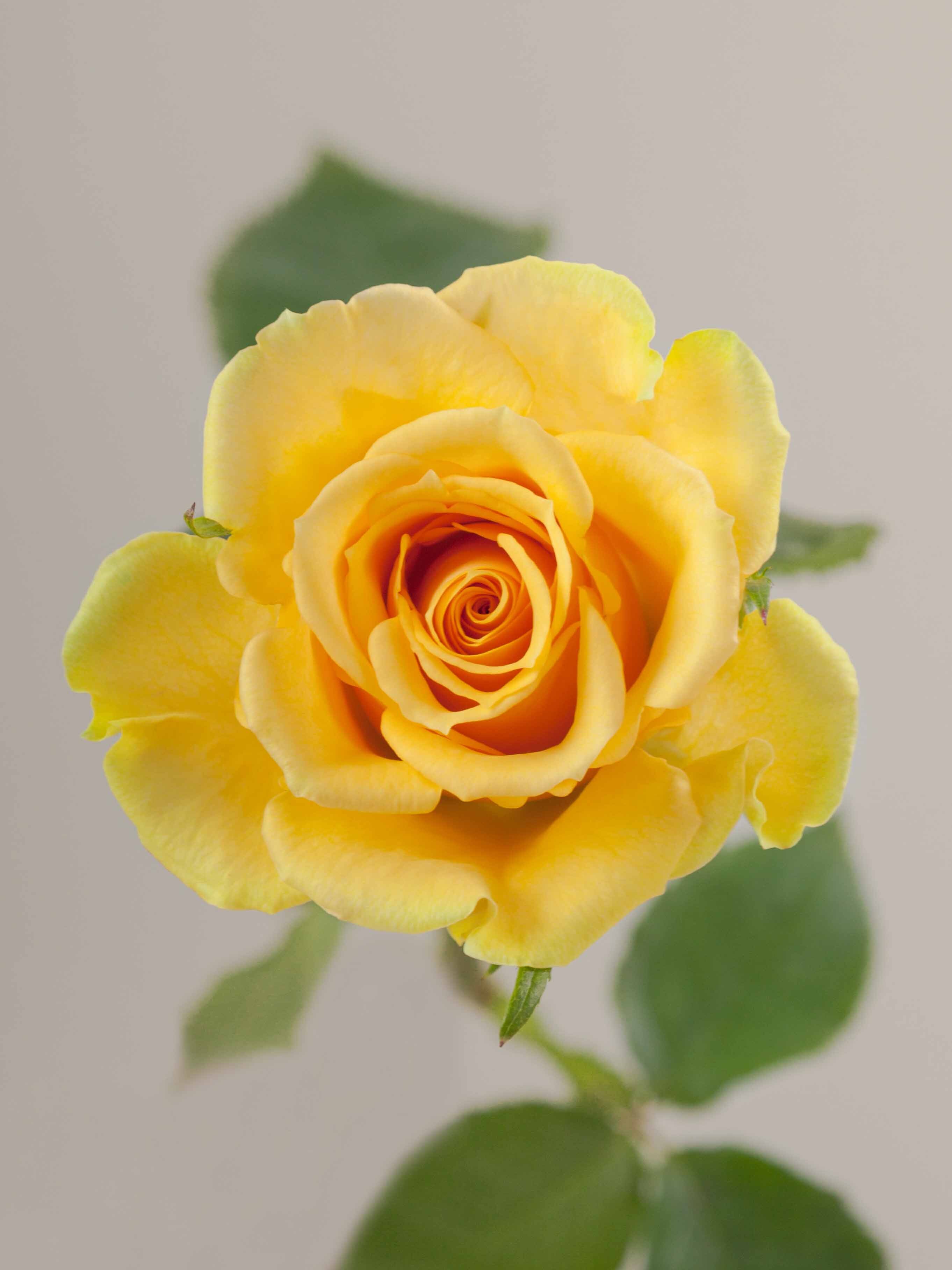Rosaprima | Butterscotch
