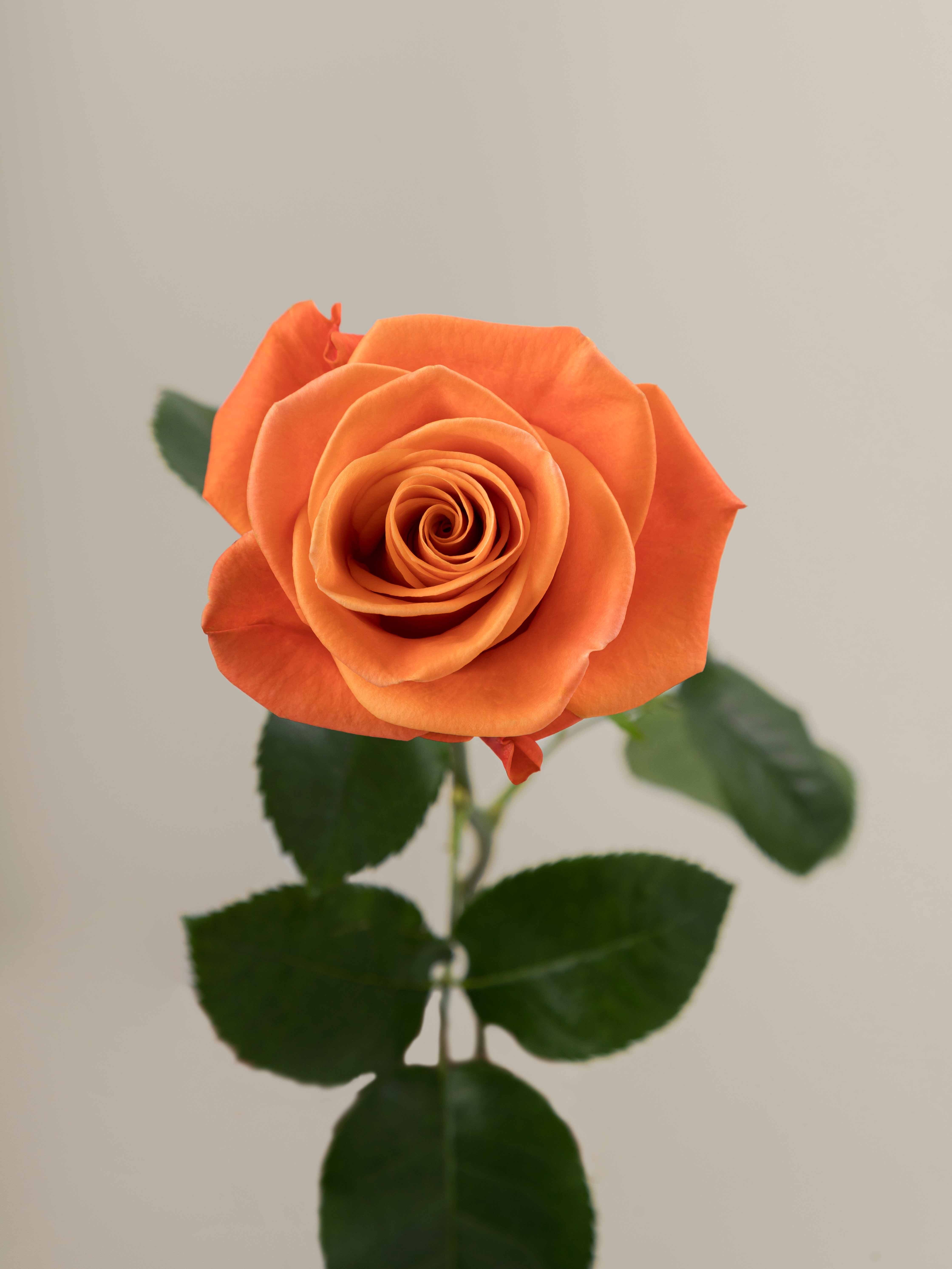 Rosaprima | Carnelian