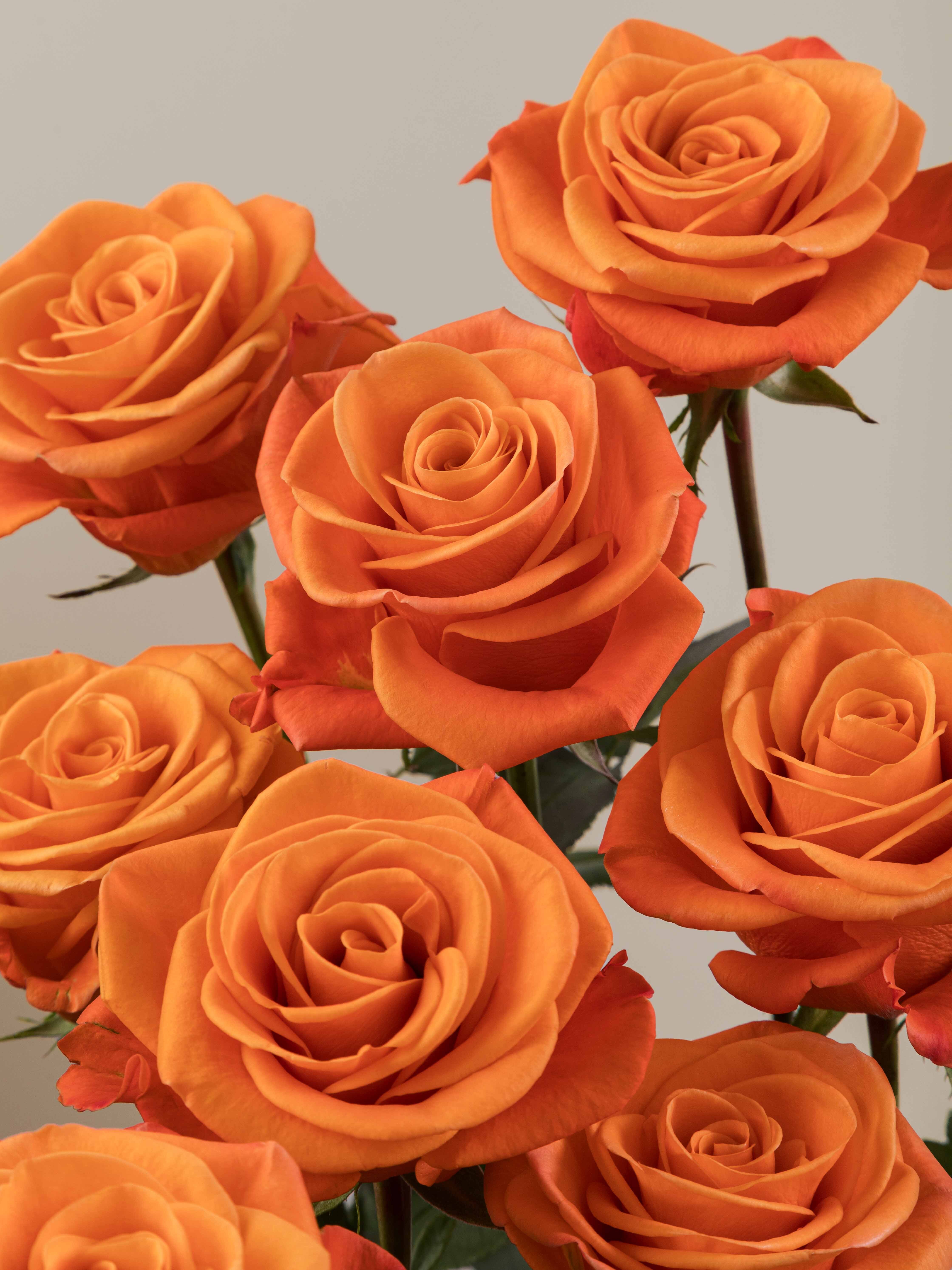 Rosaprima | Carnelian