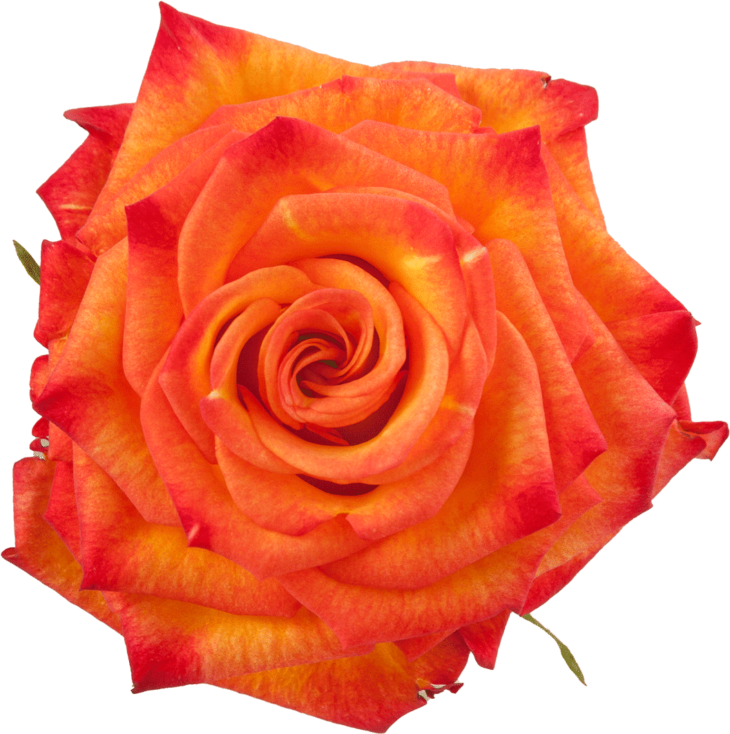 Rosaprima | Brighton