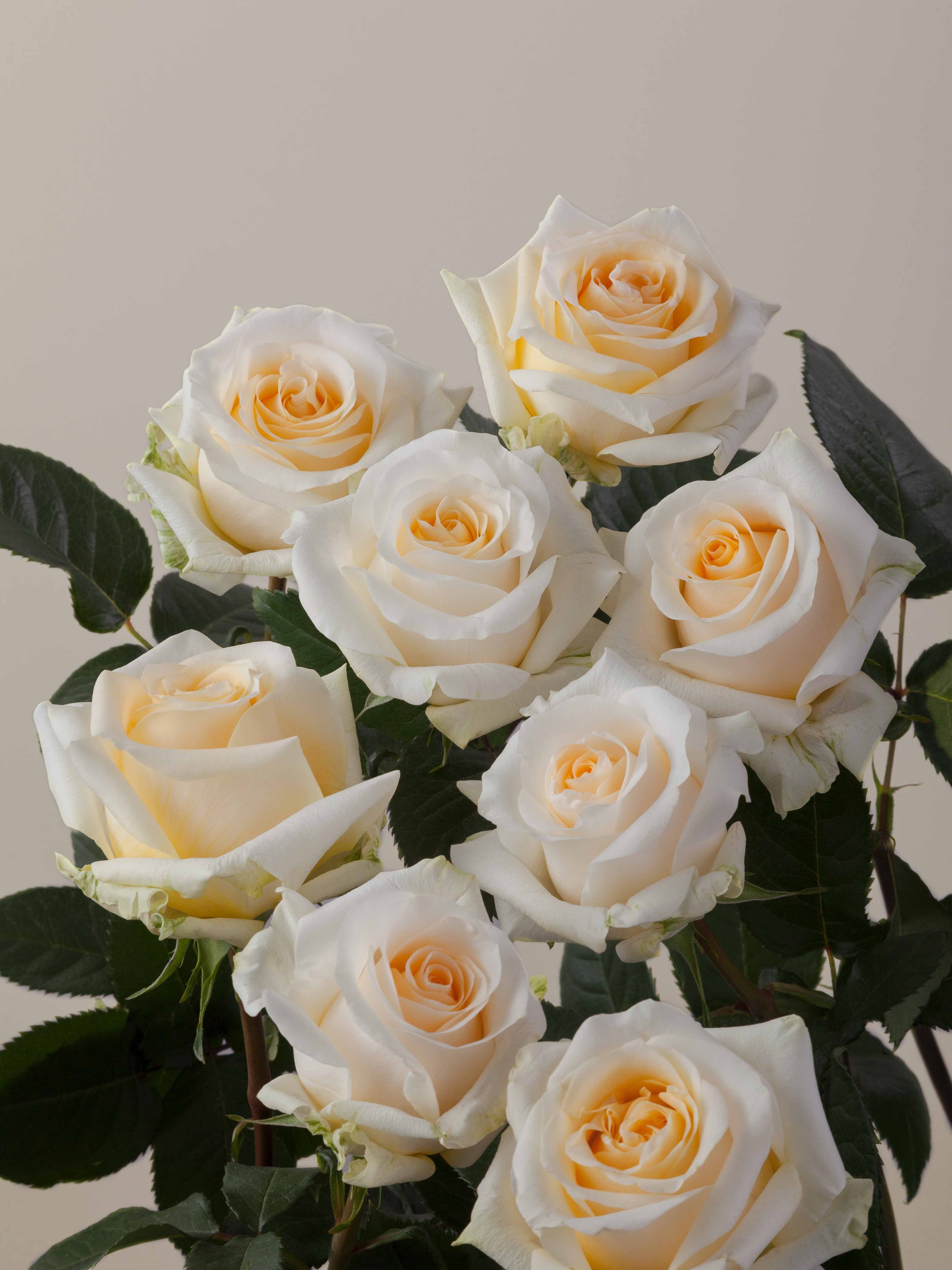Rosaprima | Crème de la Crème