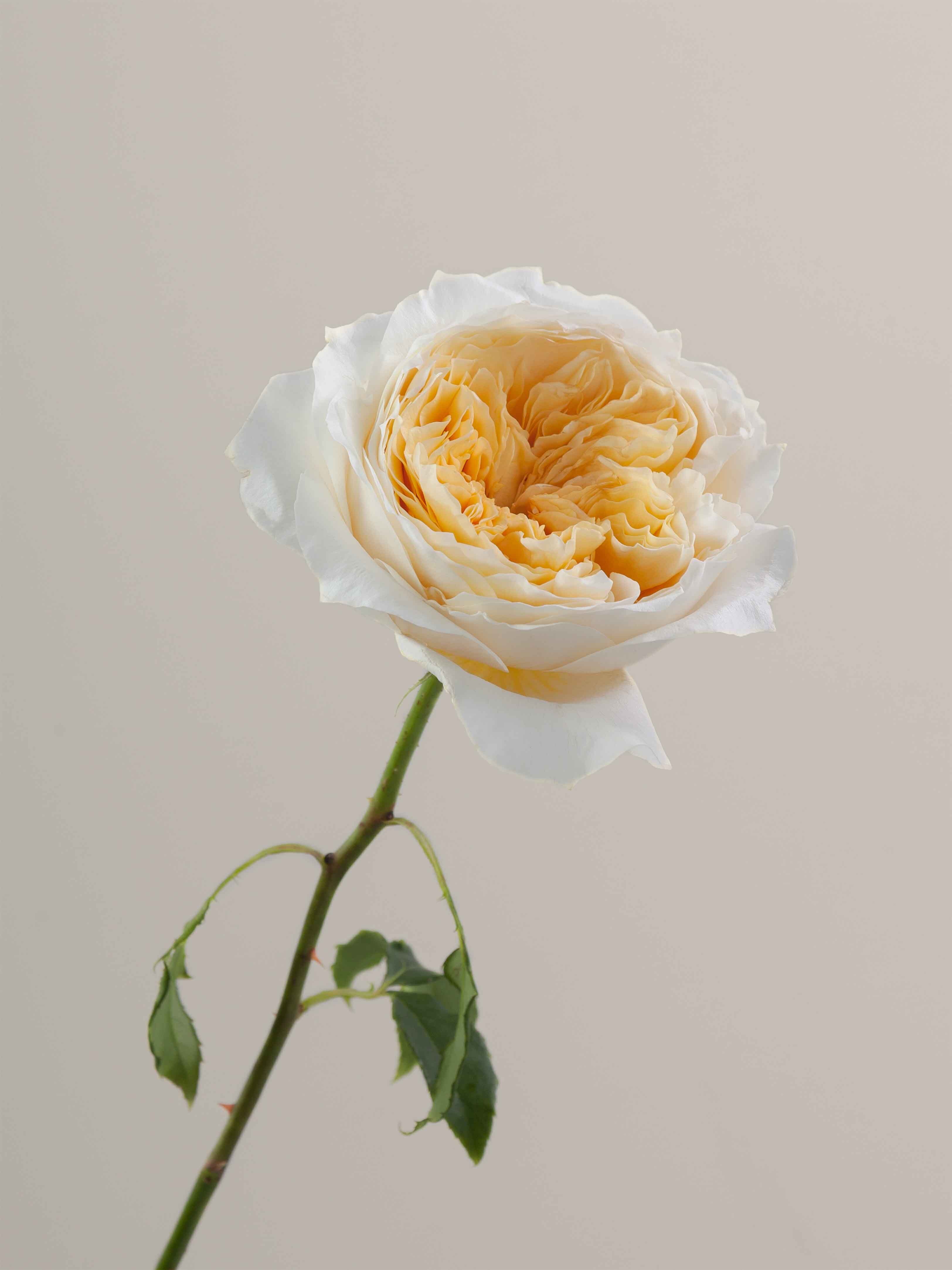 Rosaprima | Effie