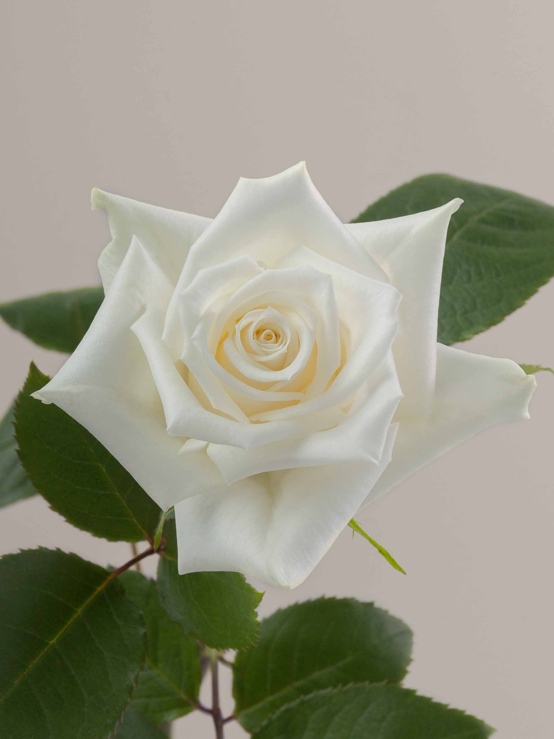 Rosaprima | Escimo