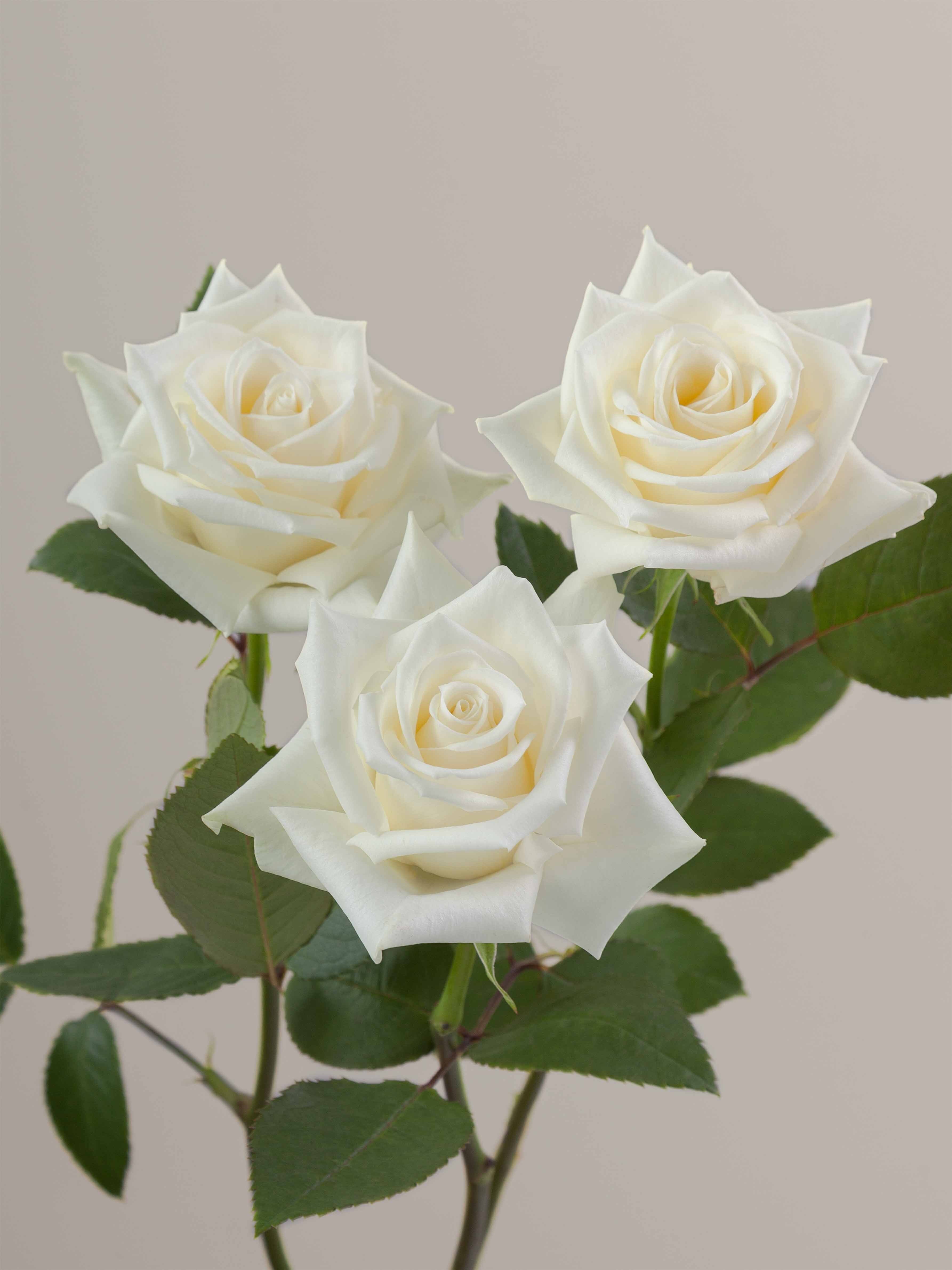 Rosaprima | Escimo
