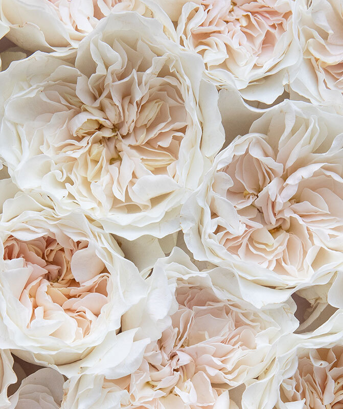 Rosaprima | The Color of Love with David Austin Wedding Roses