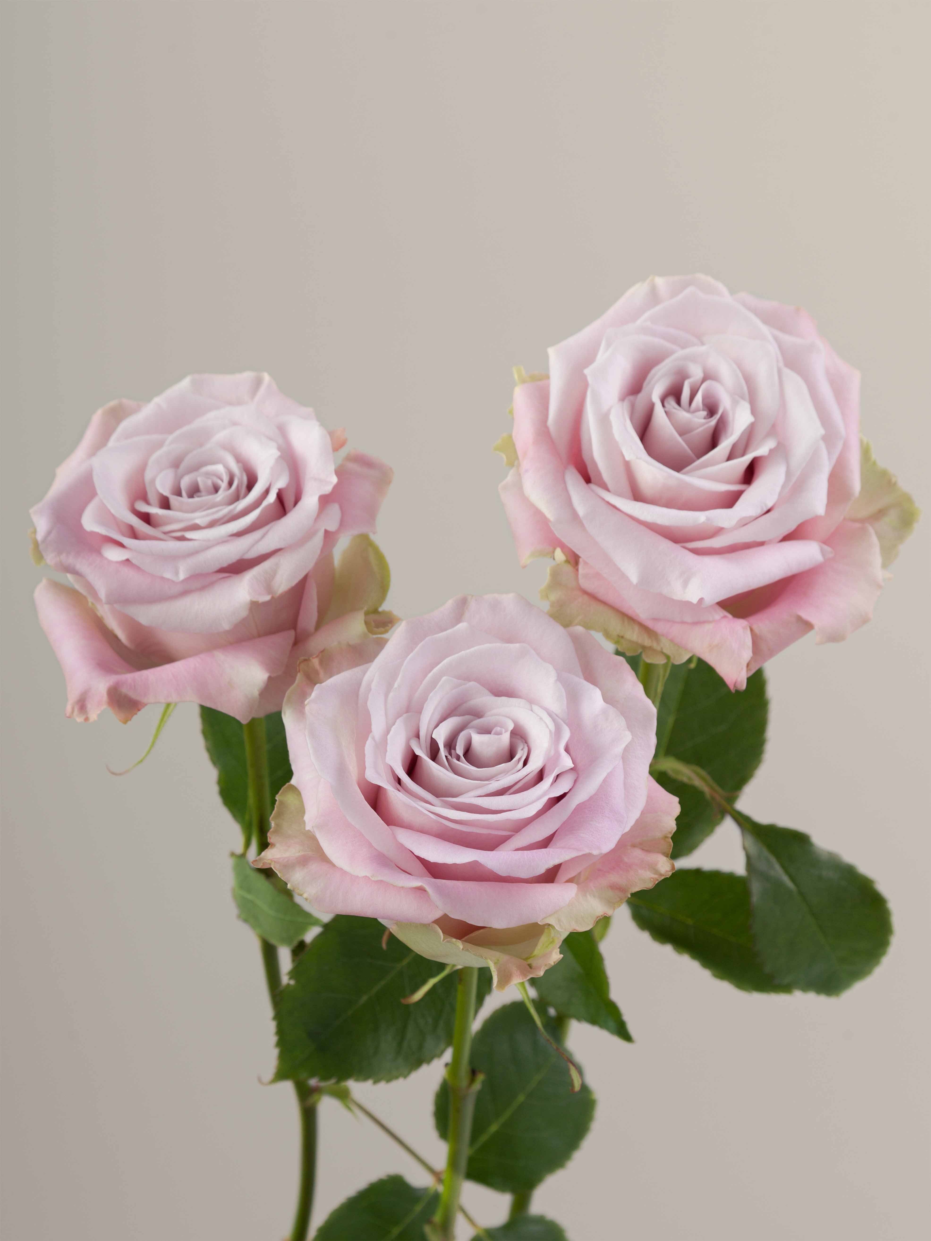 Rosaprima | Faith