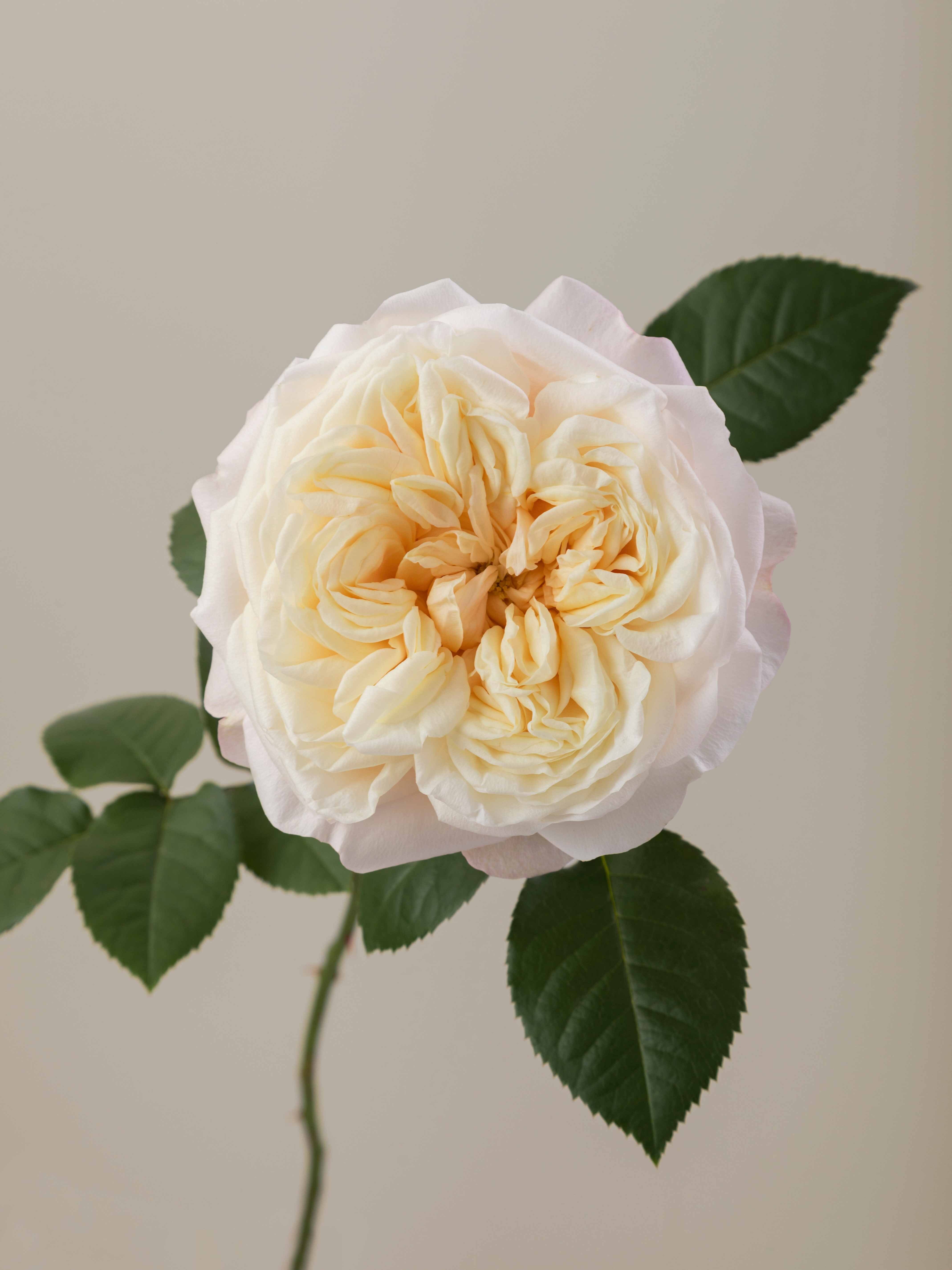 Rosaprima | Fatima Gardens