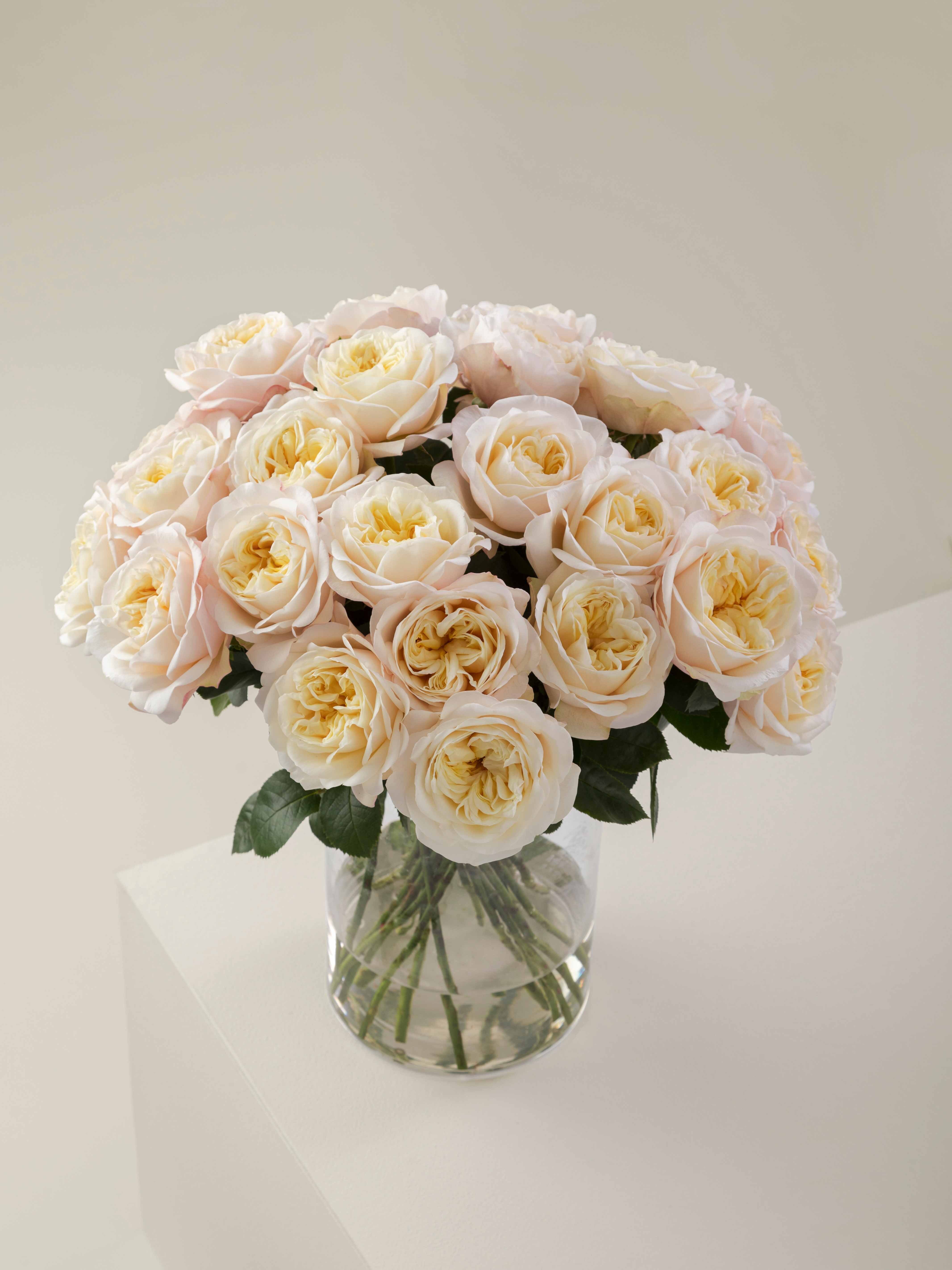 Rosaprima | Fatima Gardens