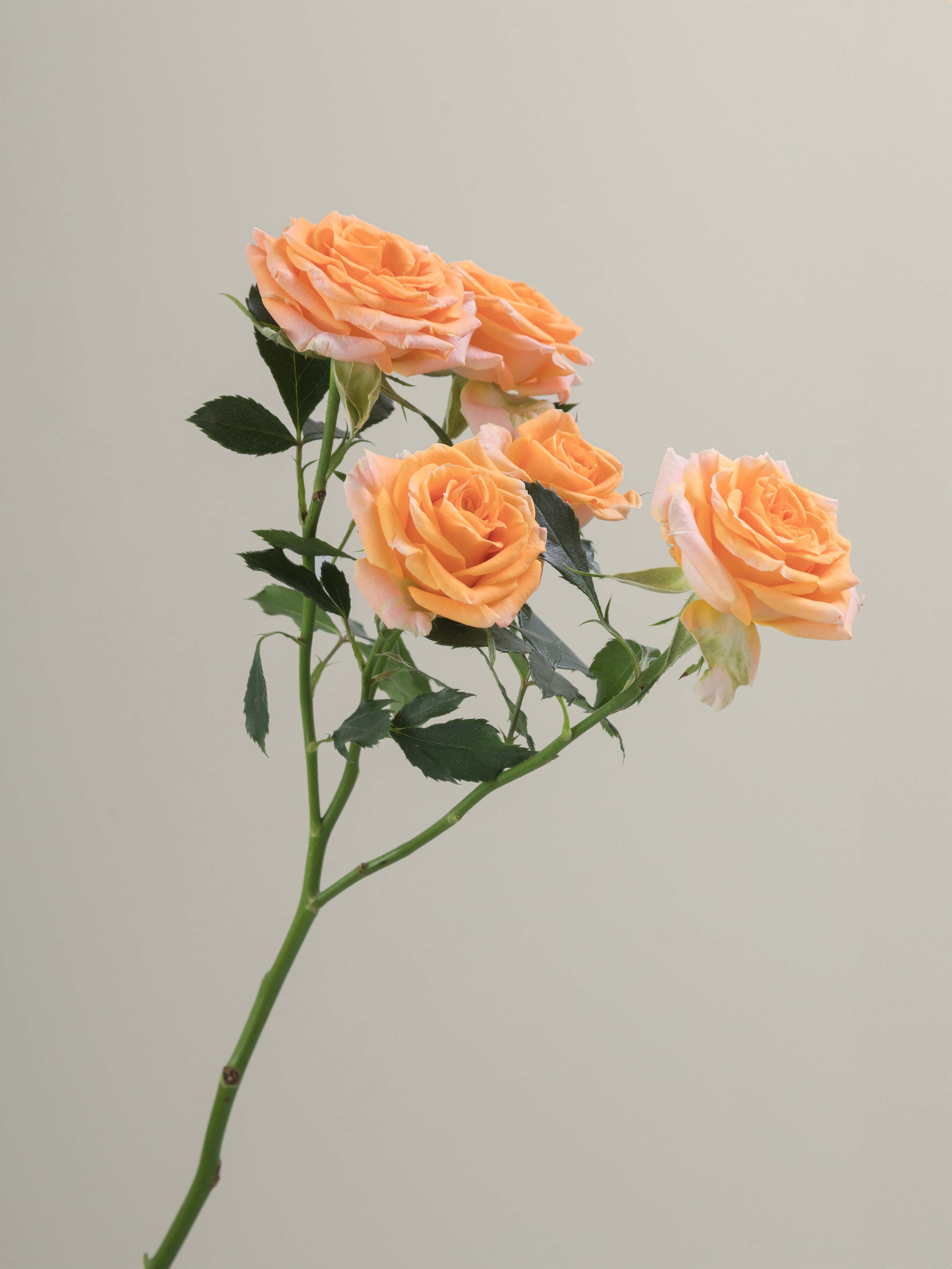 Rosaprima | Fibonacci Aureus