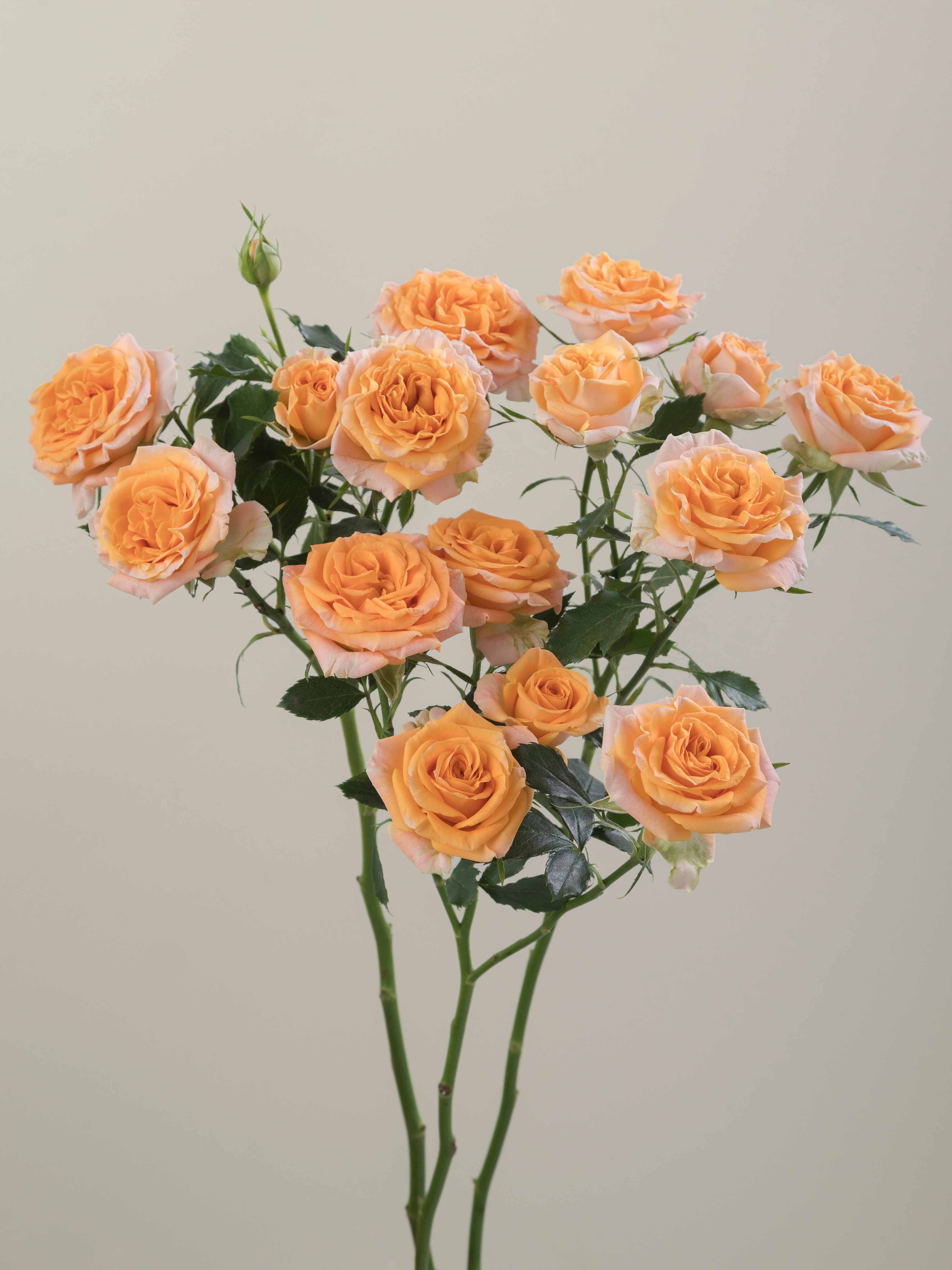 Rosaprima | Fibonacci Aureus