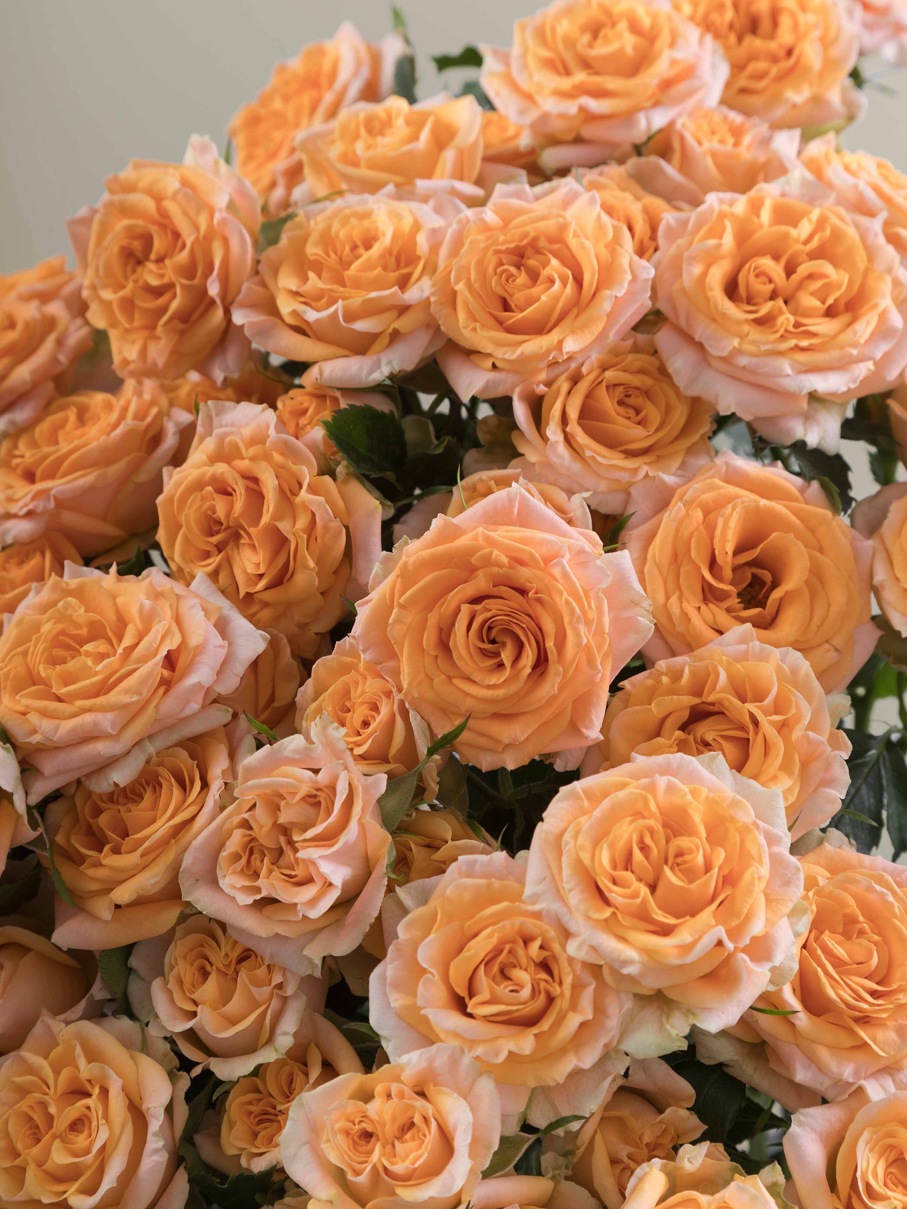 Rosaprima | Fibonacci Aureus
