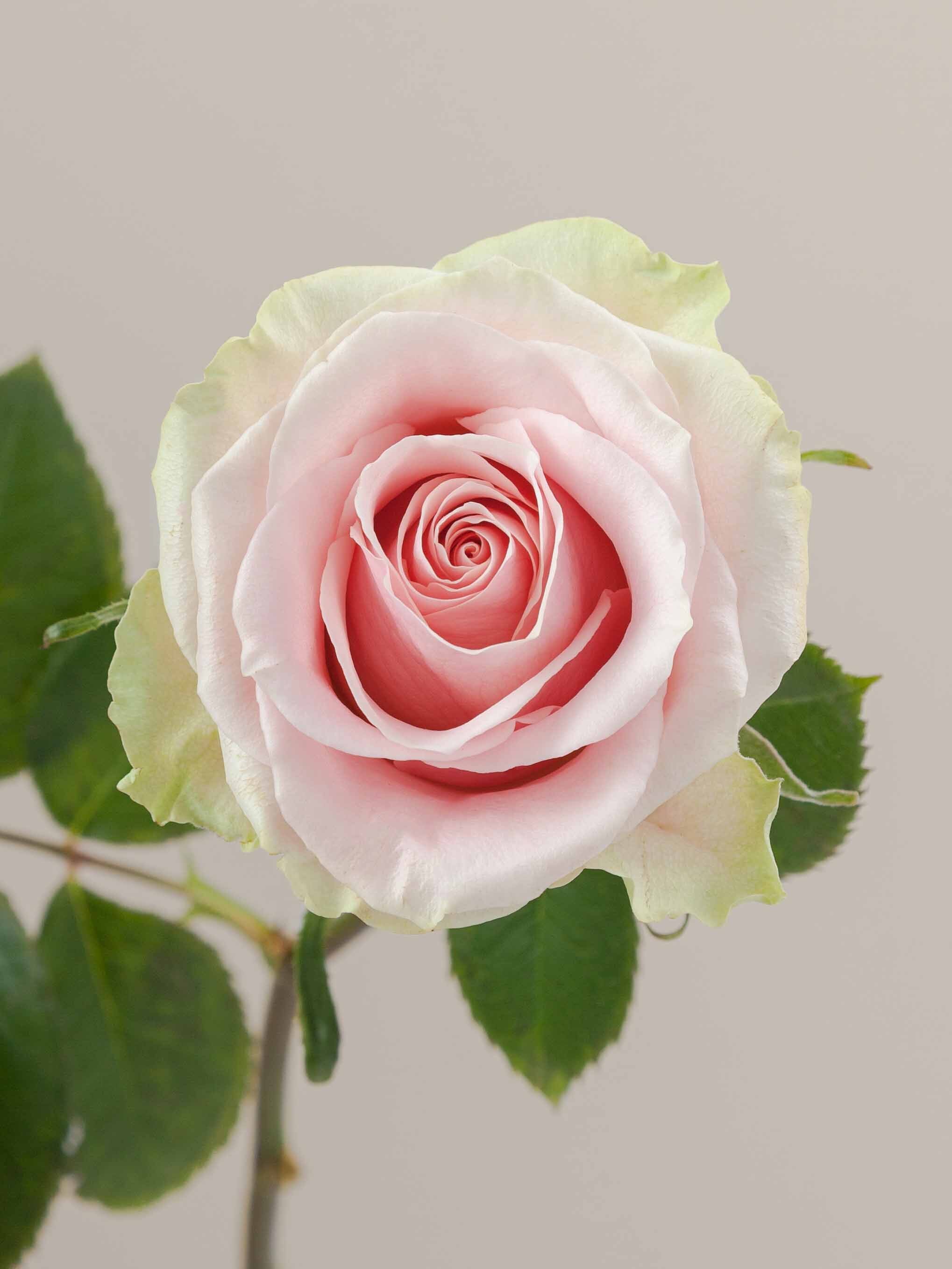 Rosaprima | Frutteto