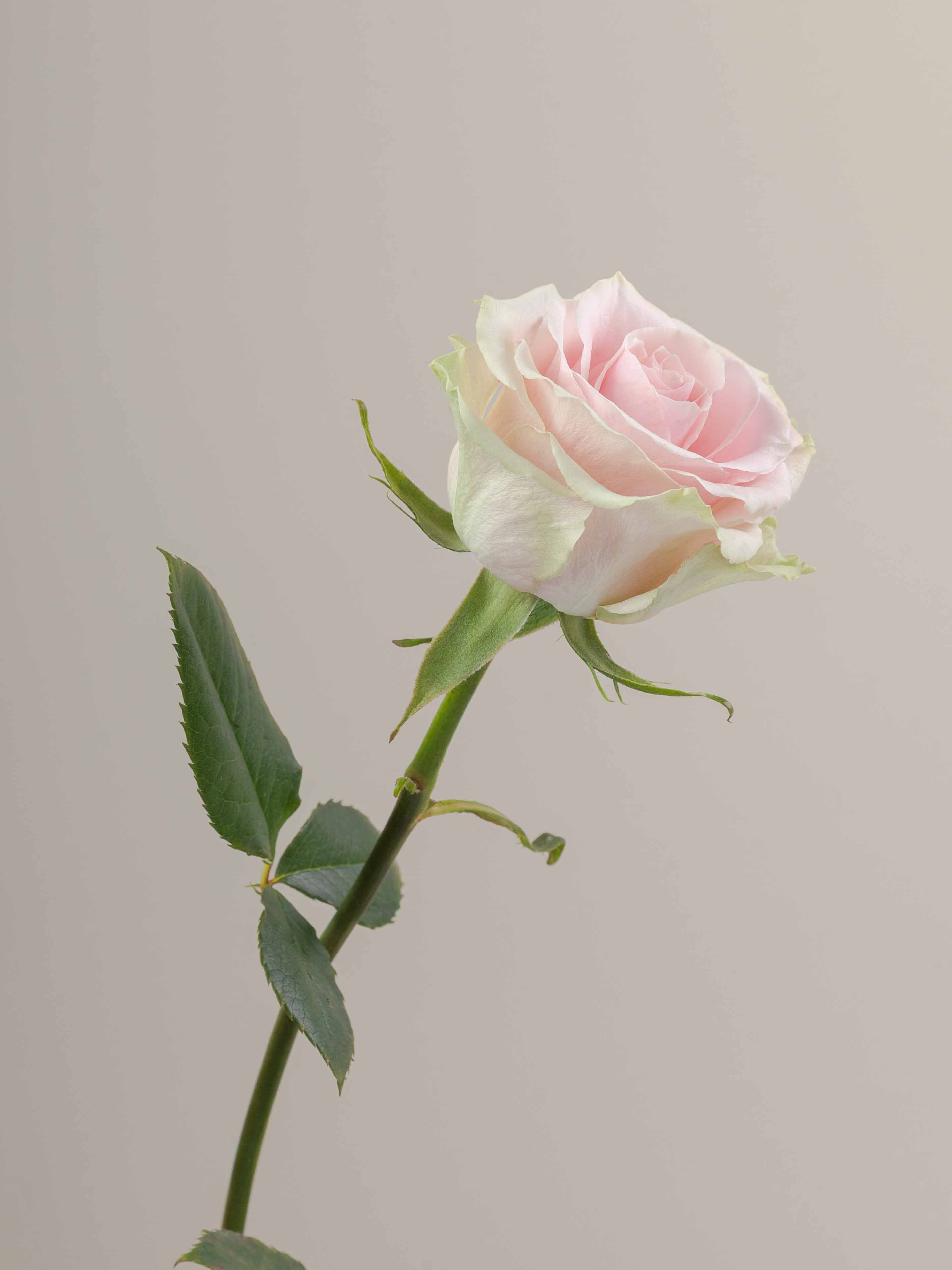 Rosaprima | Frutteto