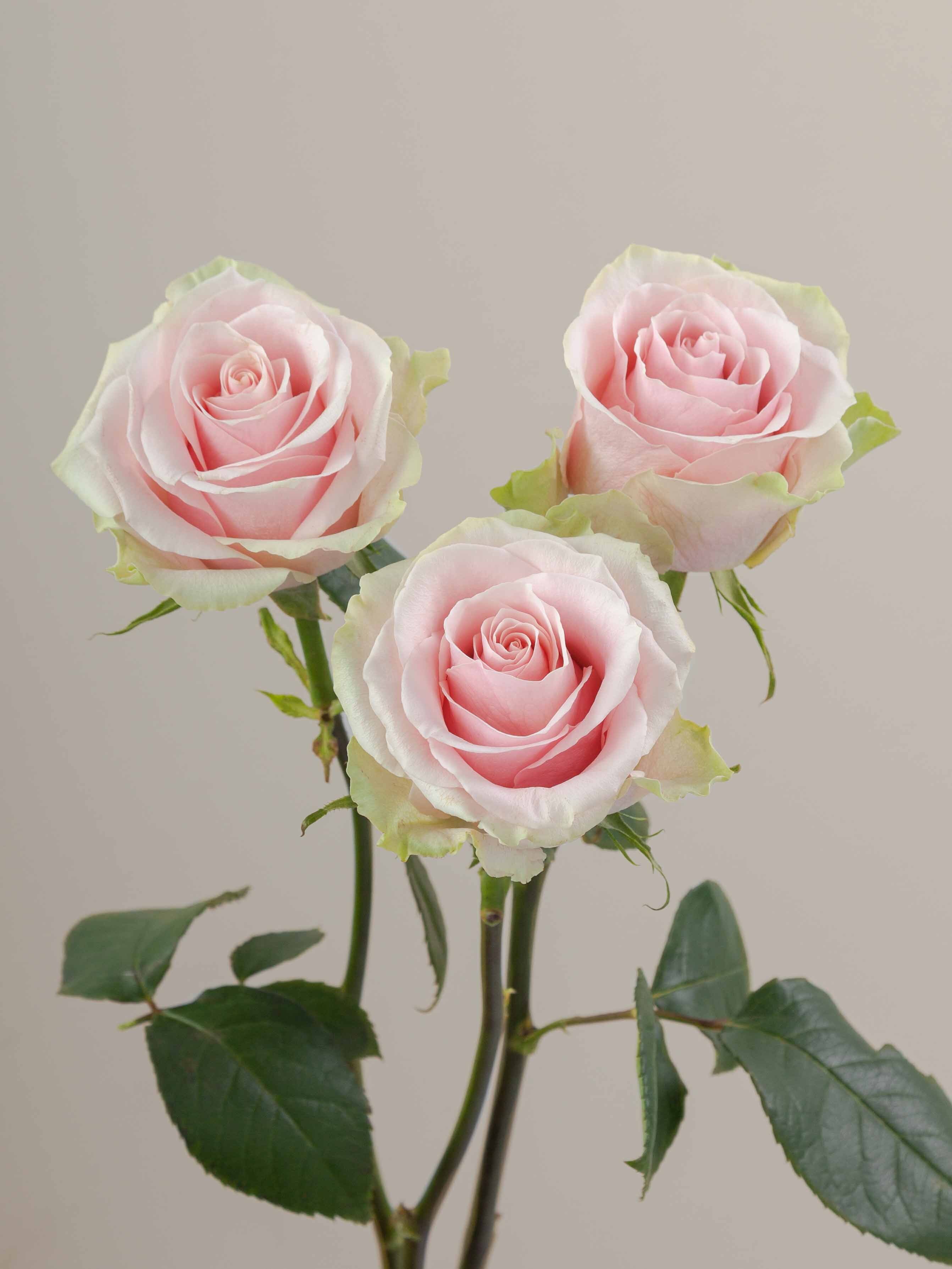 Rosaprima | Frutteto