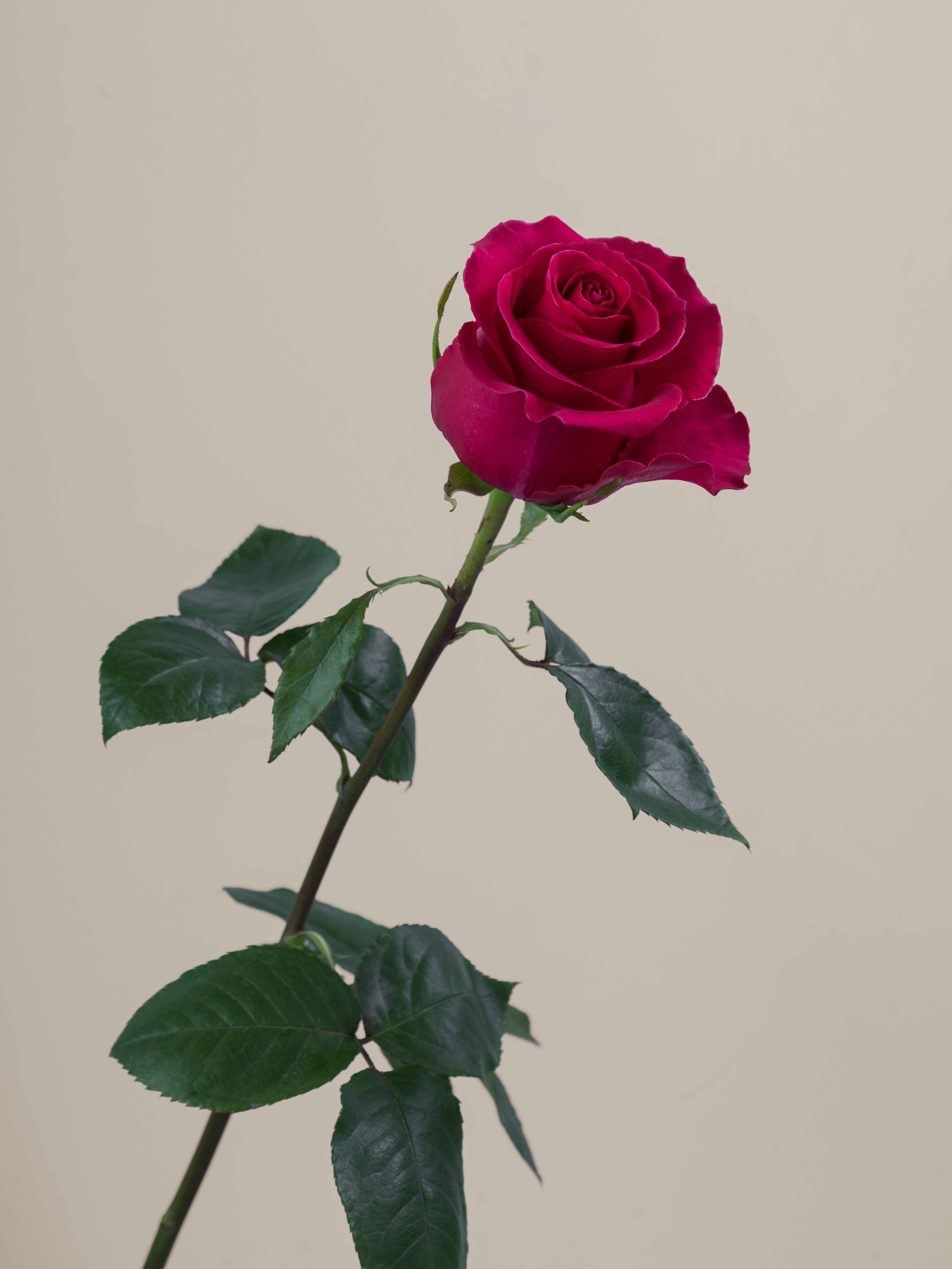 Rosaprima | Gotcha