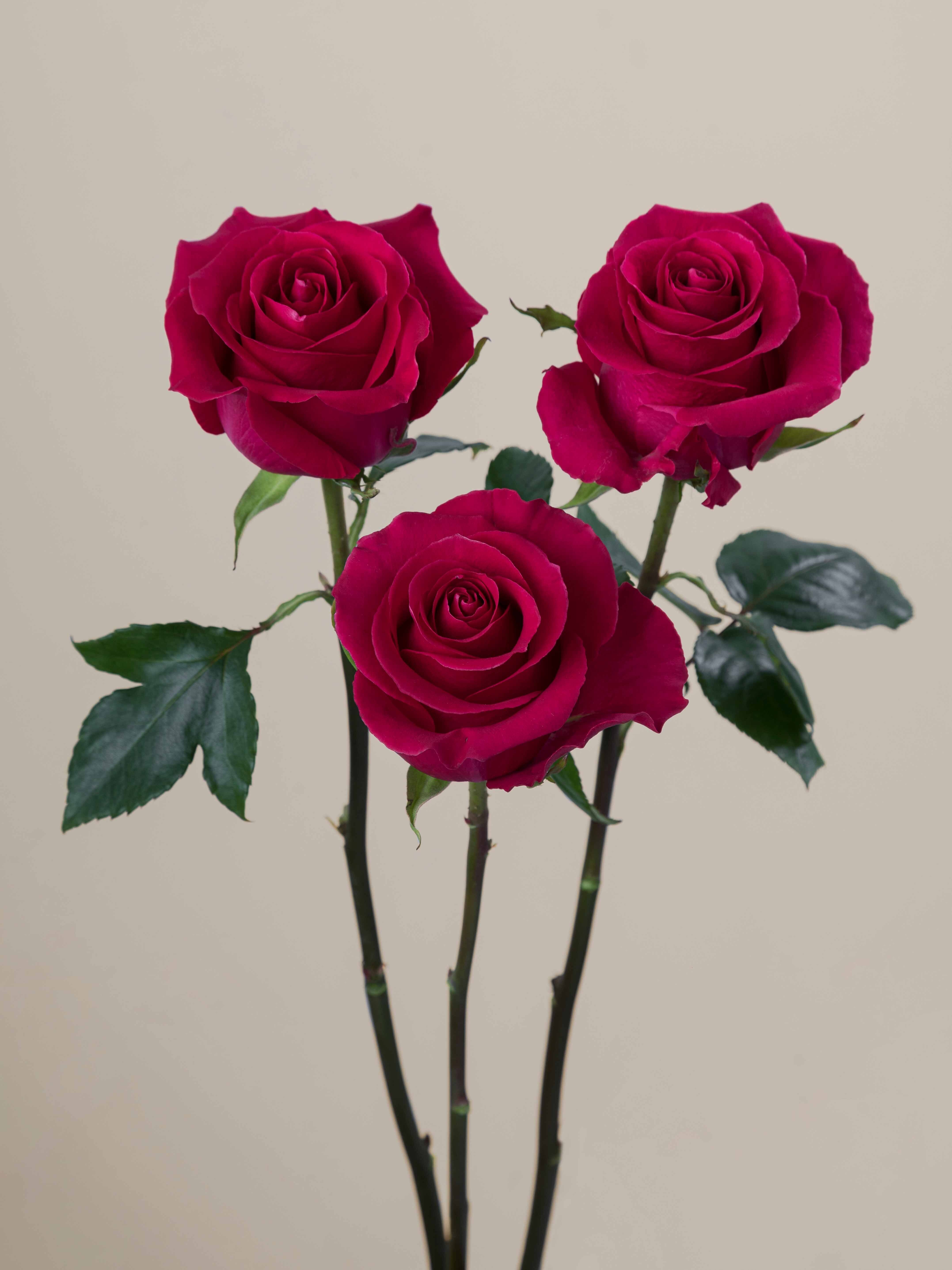 Rosaprima | Gotcha