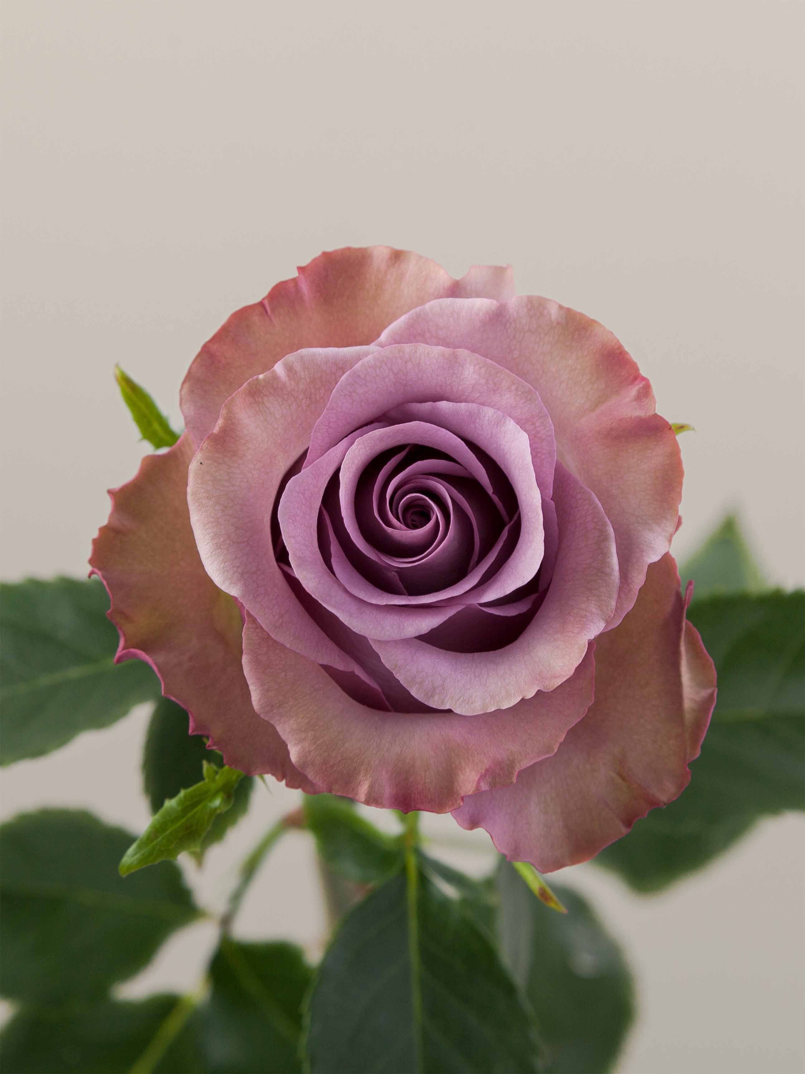 Rosaprima | Govinda