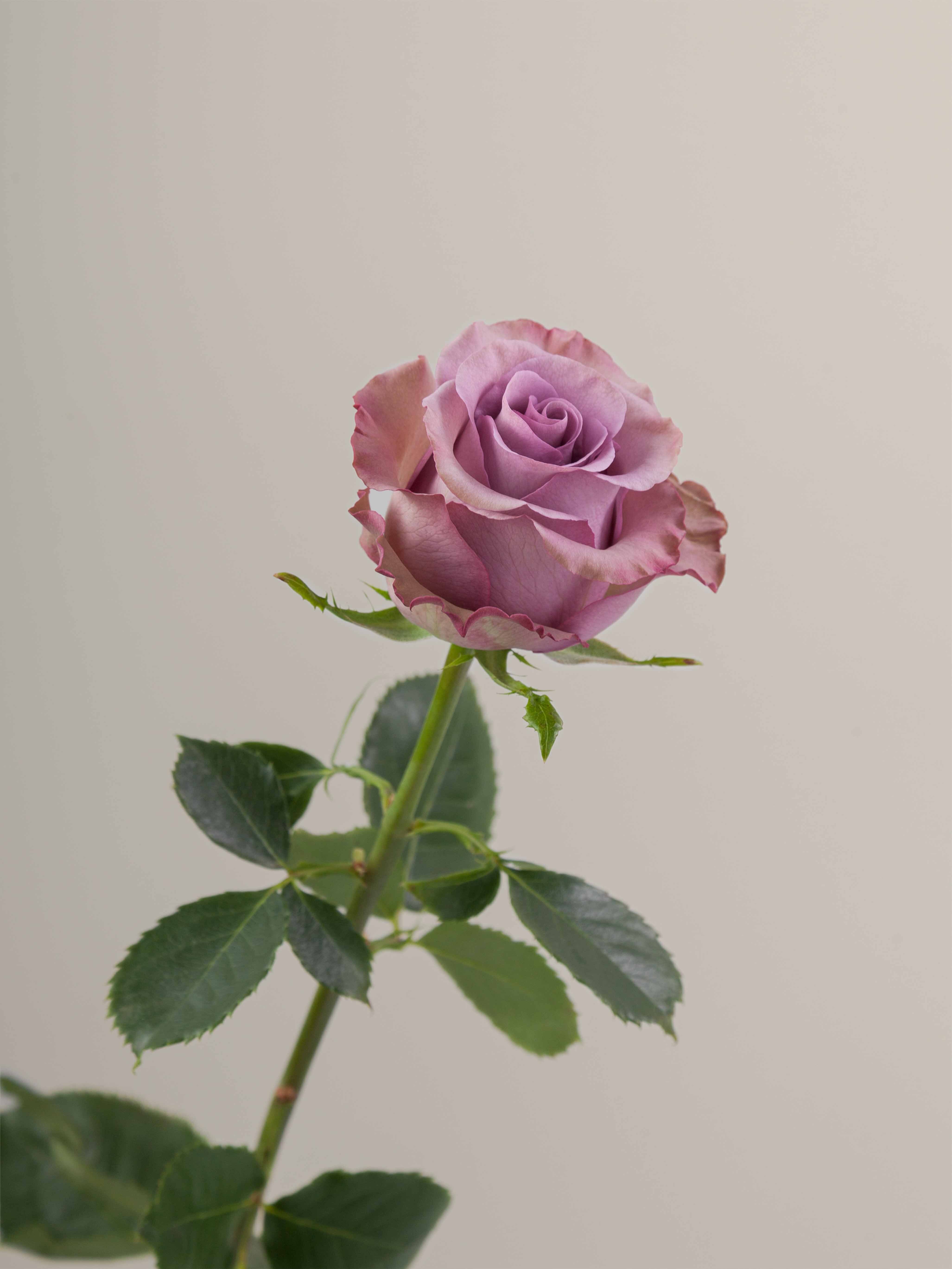 Rosaprima | Govinda
