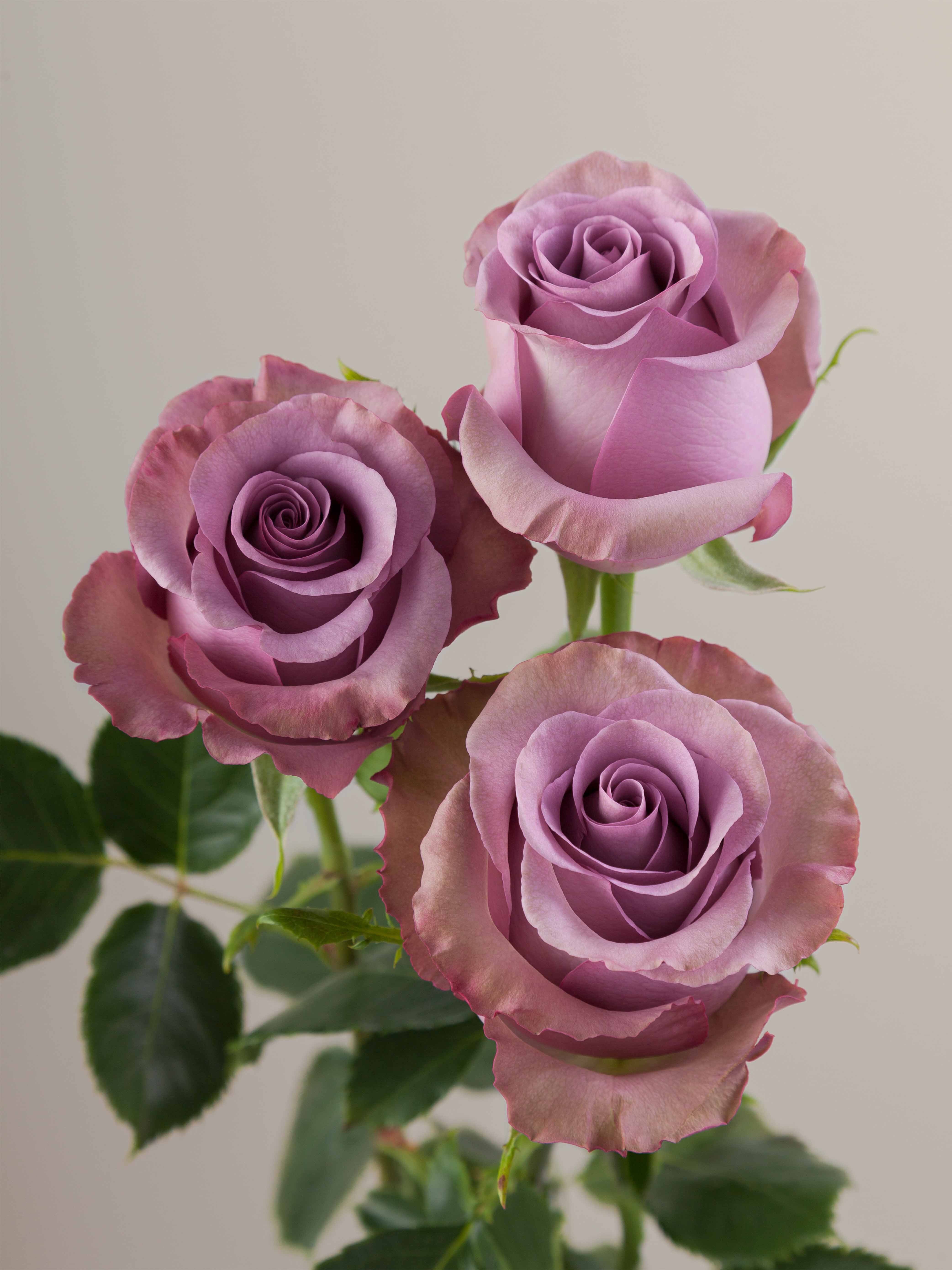 Rosaprima | Govinda