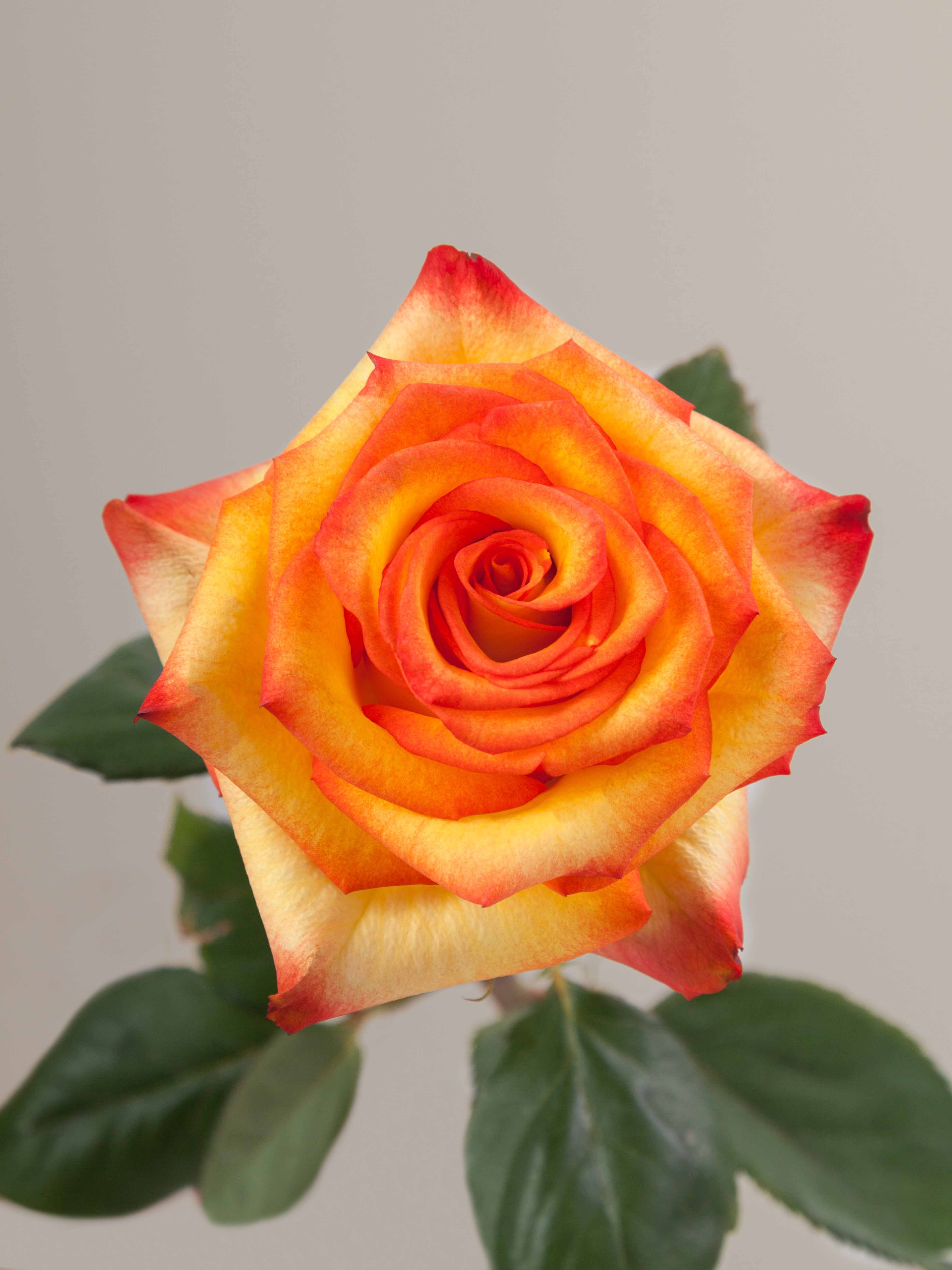 Rosaprima | High & Magic