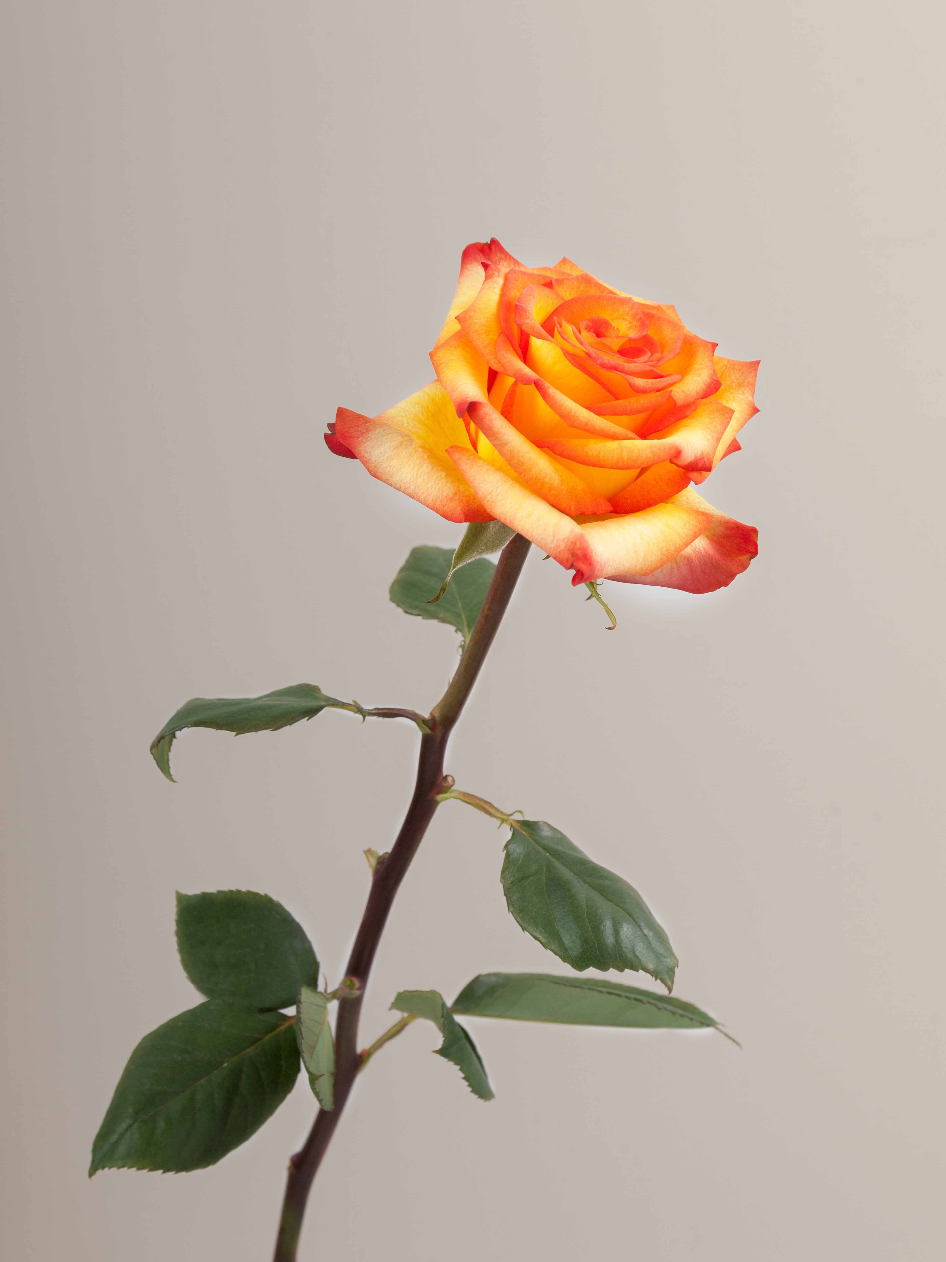 Rosaprima | High & Magic