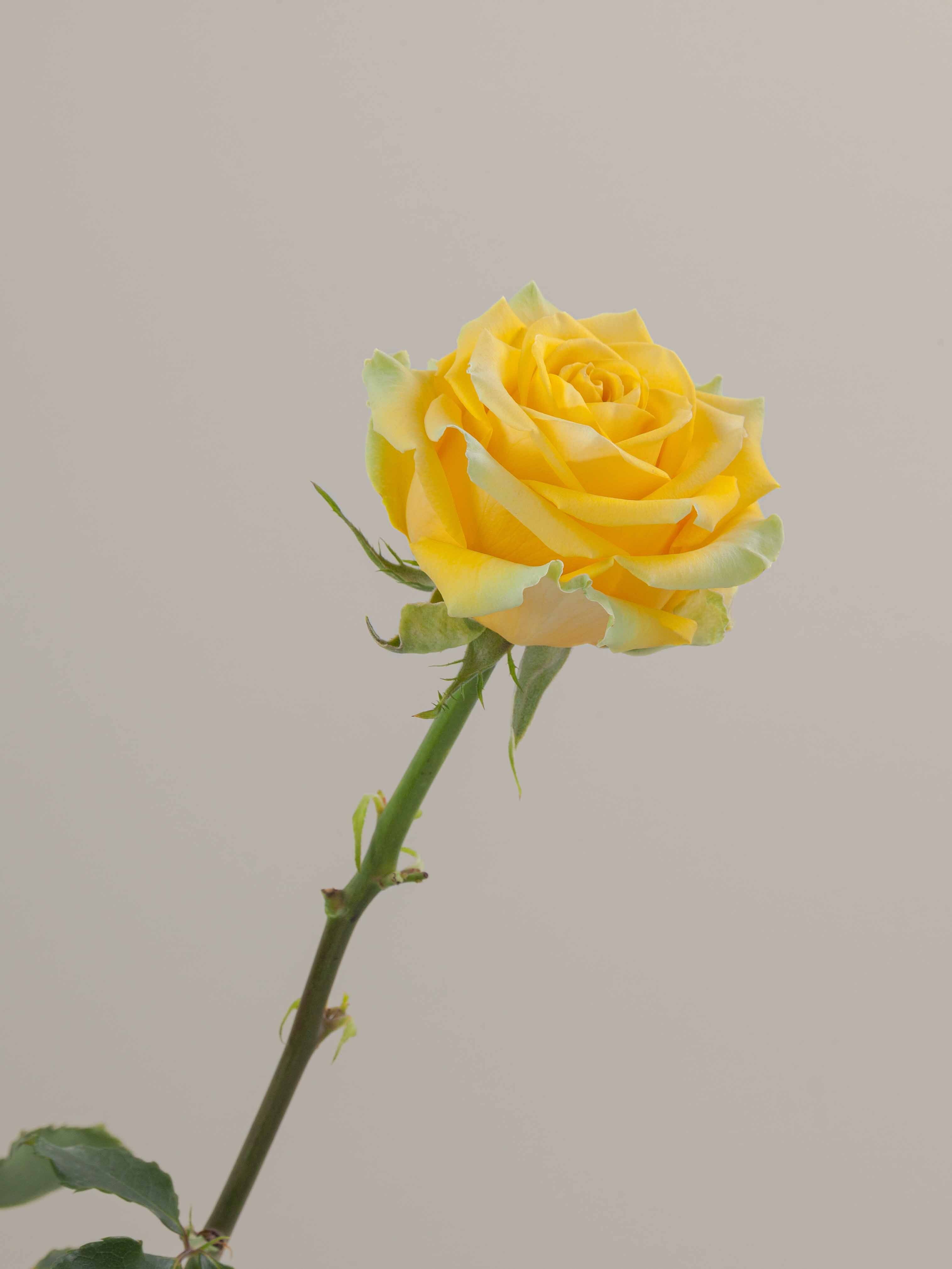 Rosaprima | High & Exotic