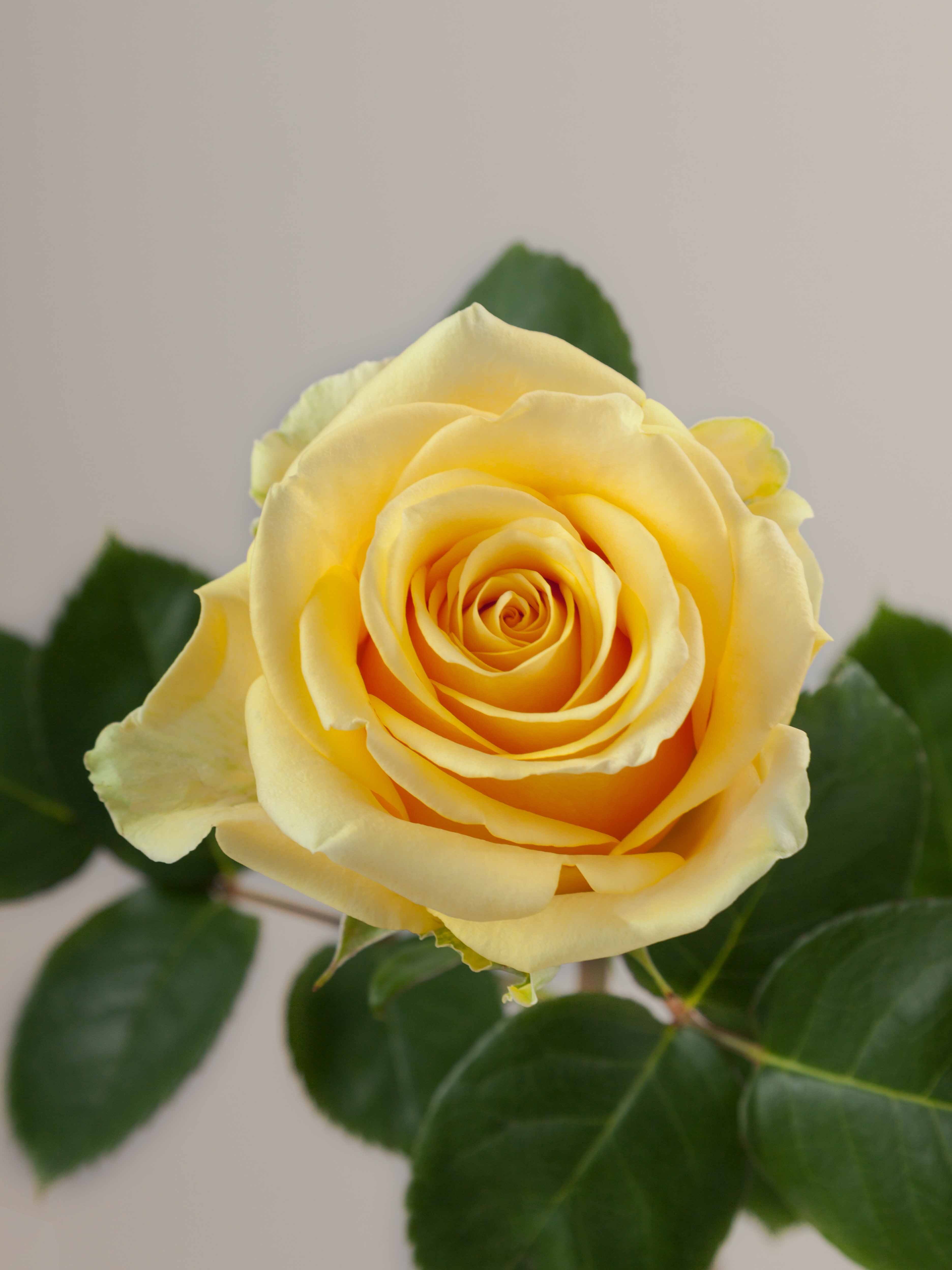 Rosaprima | Idole