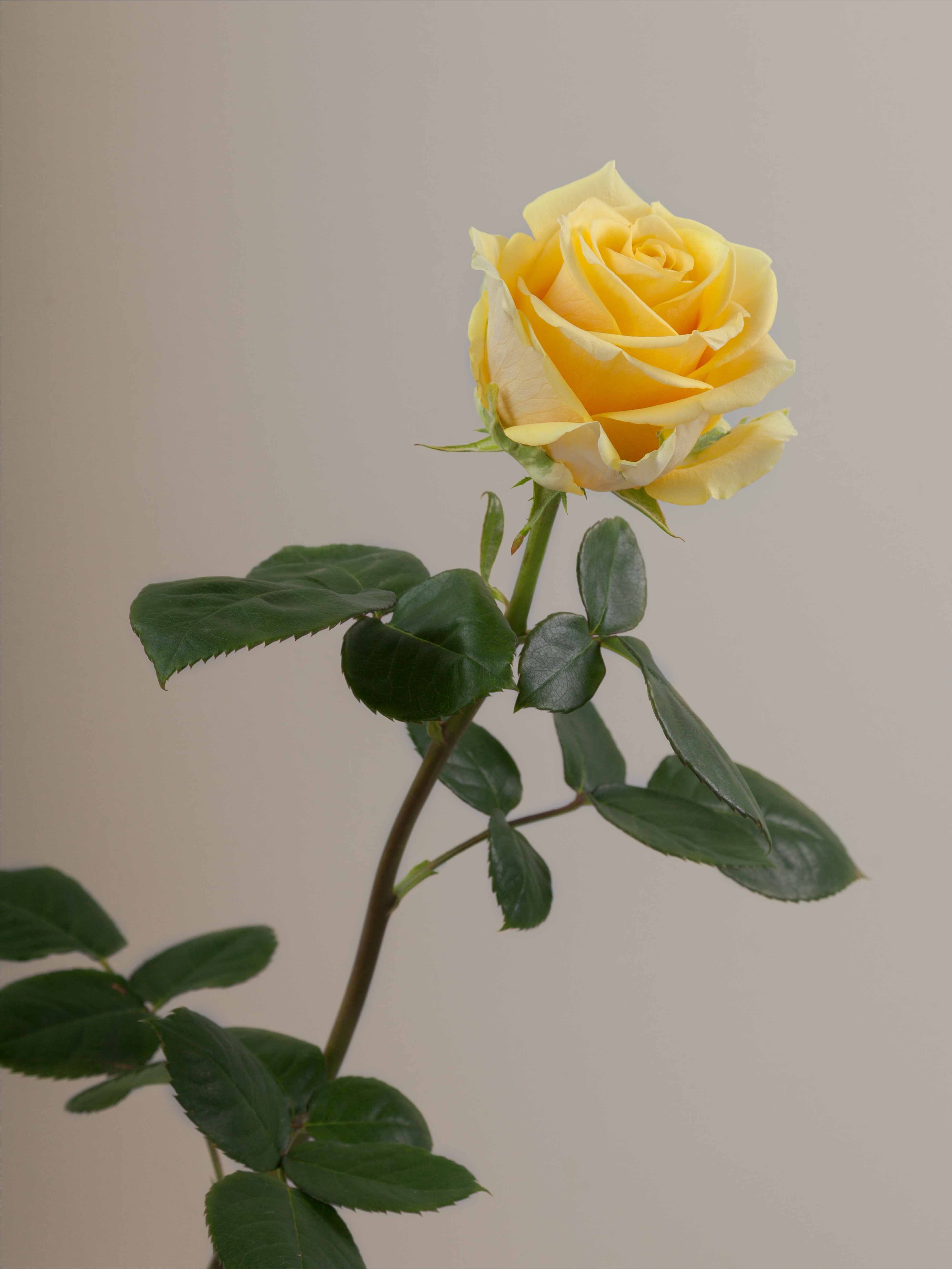 Rosaprima | Idole