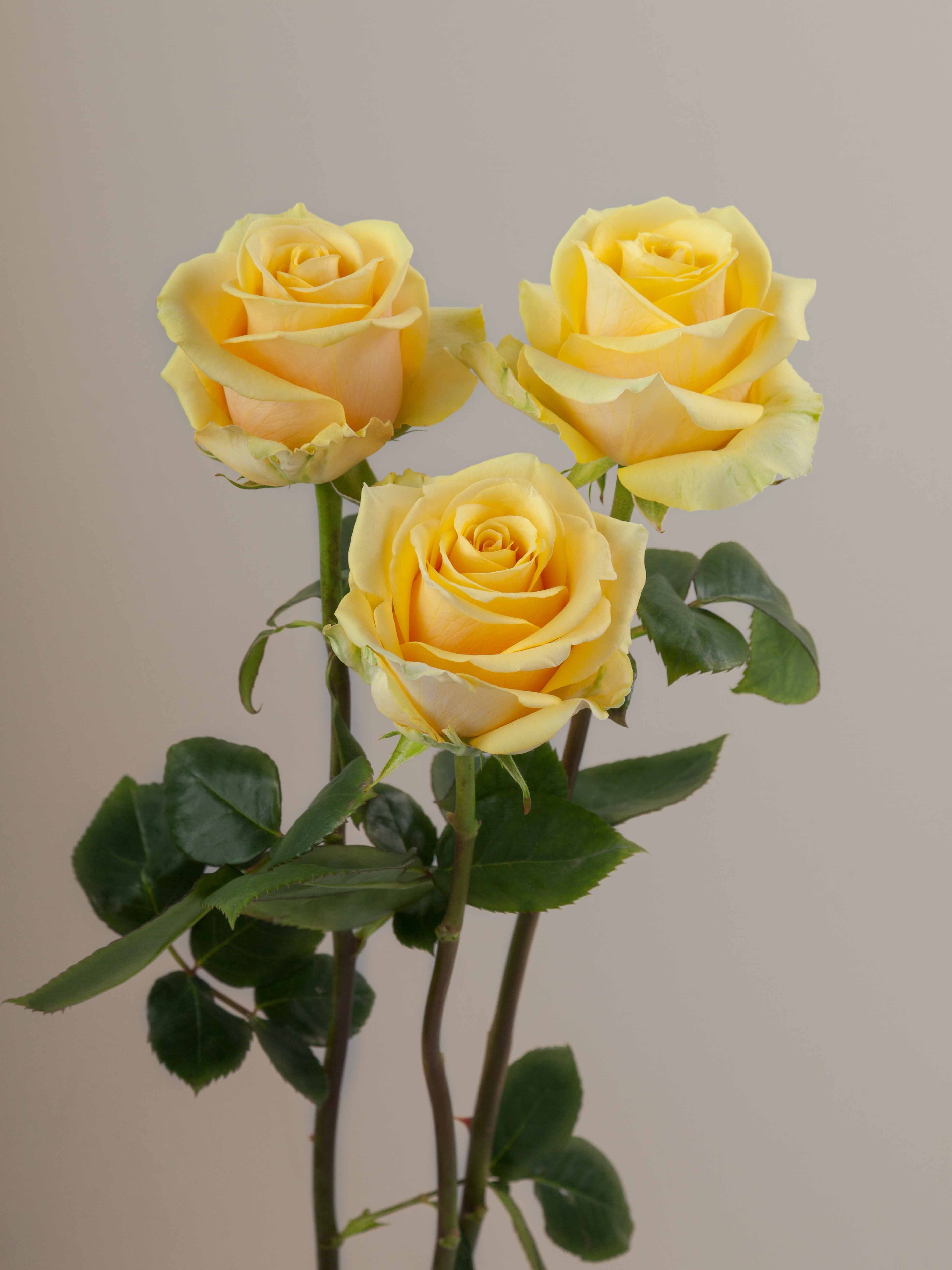 Rosaprima | Idole