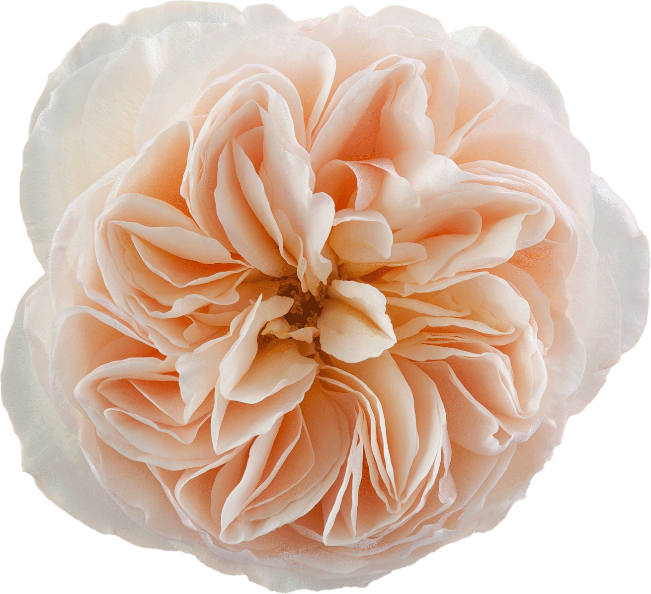 Rosaprima | Geraldine