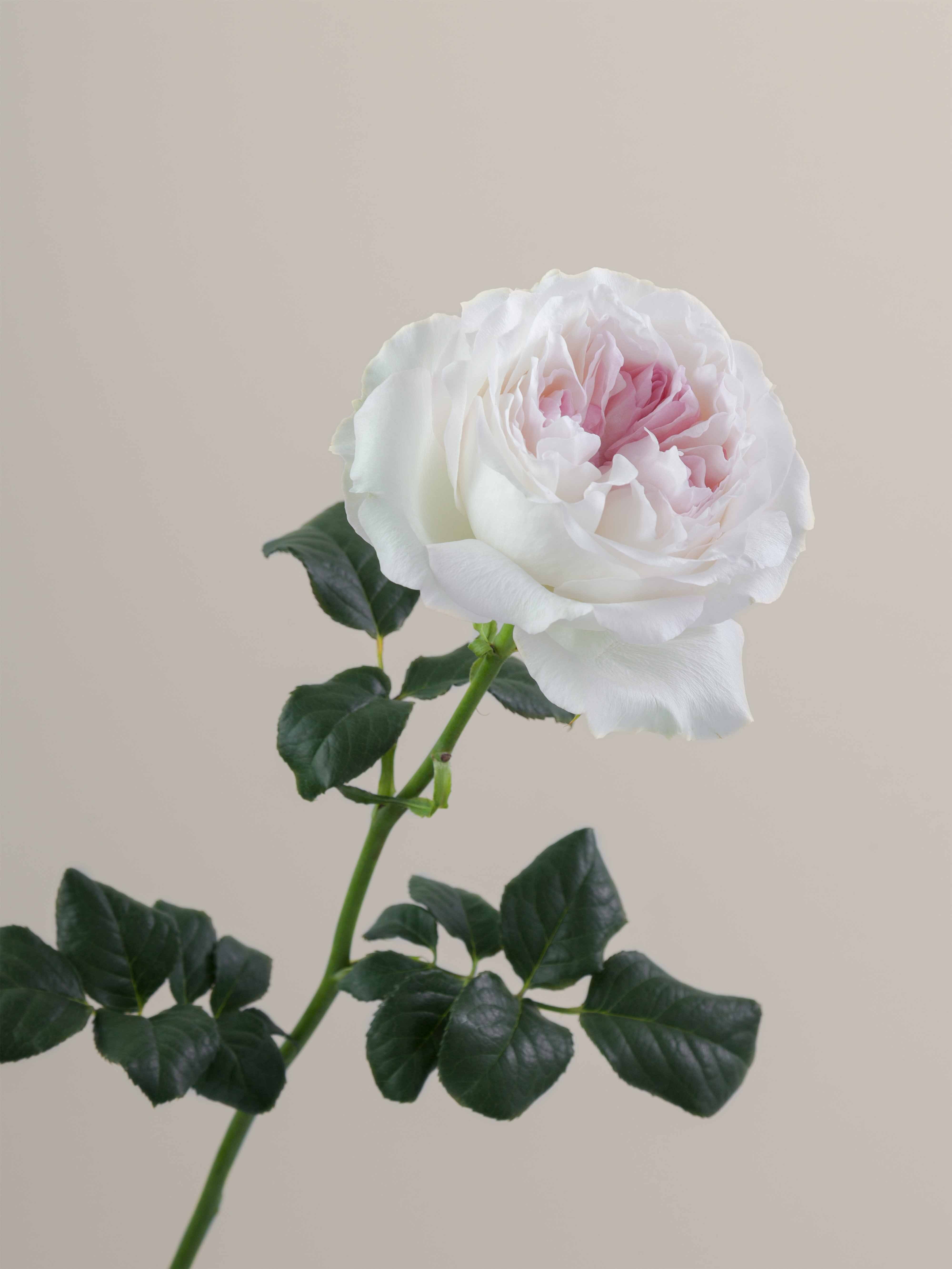Rosaprima | Keira