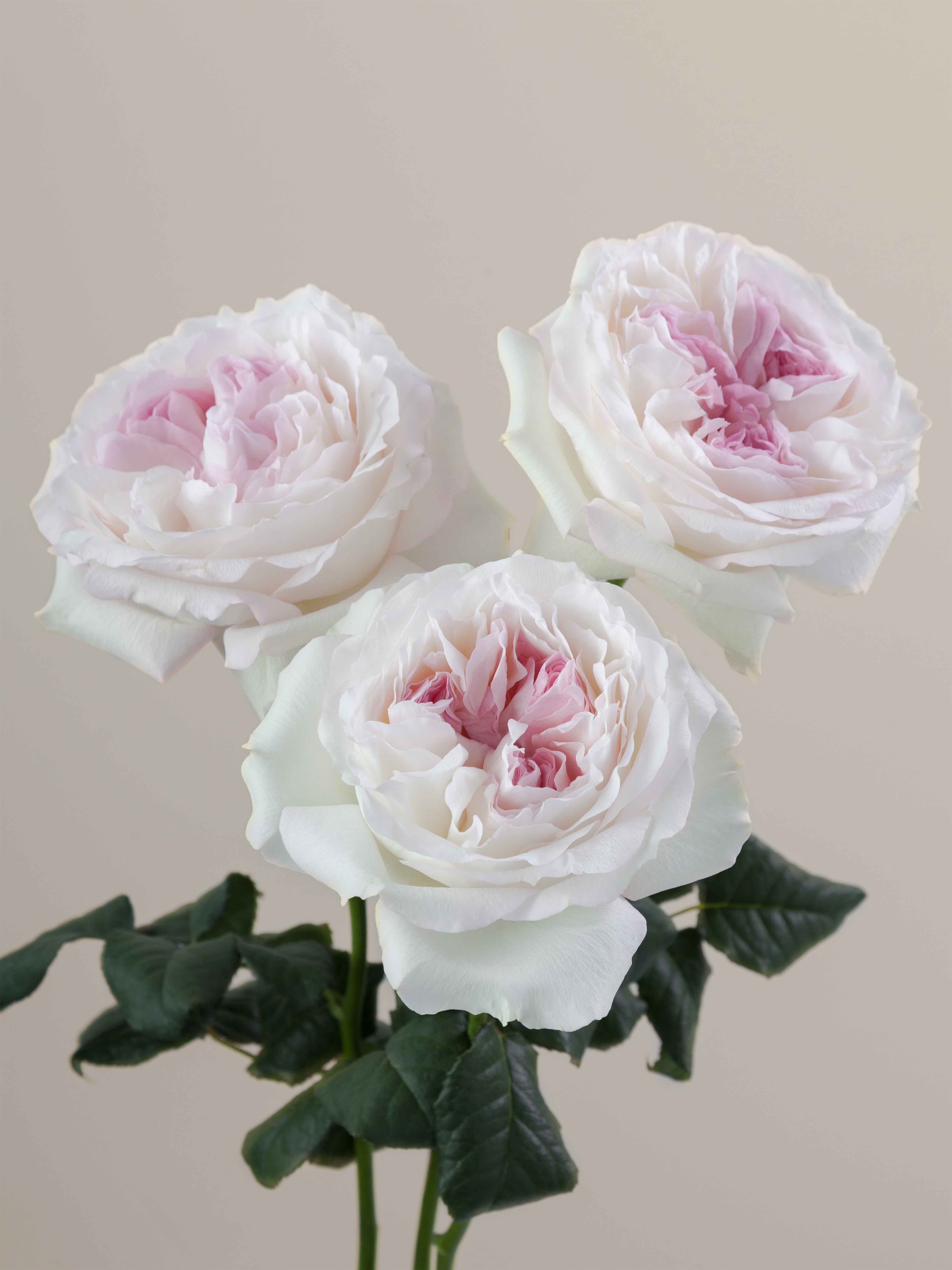 Rosaprima | Keira